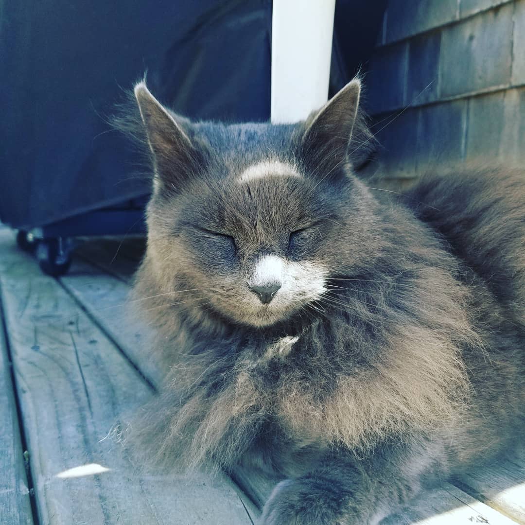 My floofy boi | Scrolller