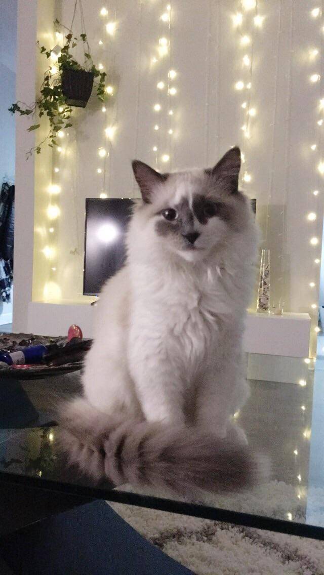 My fluffy boy at 5 months | Scrolller