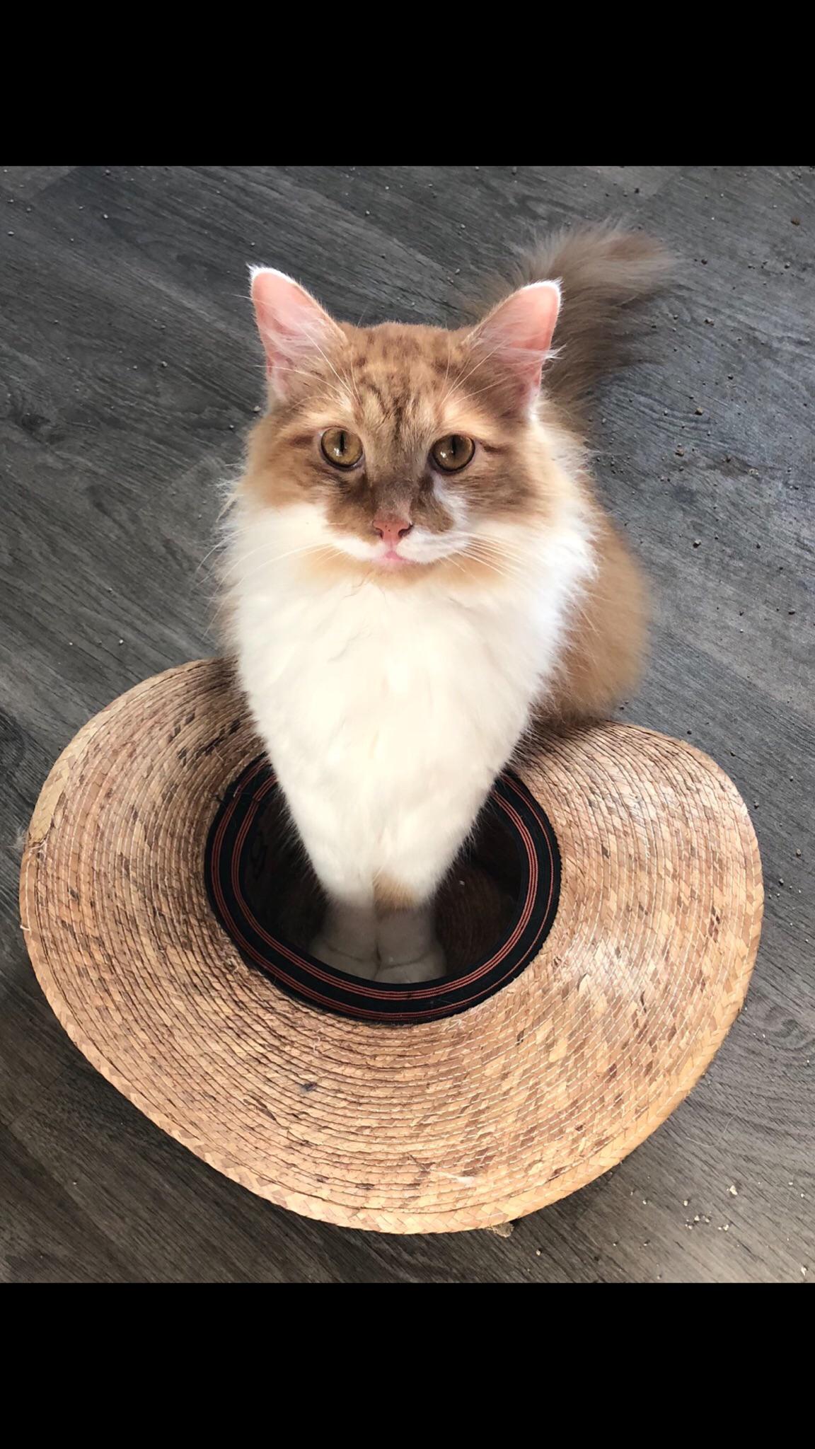 My fluffy boy, Duke! | Scrolller