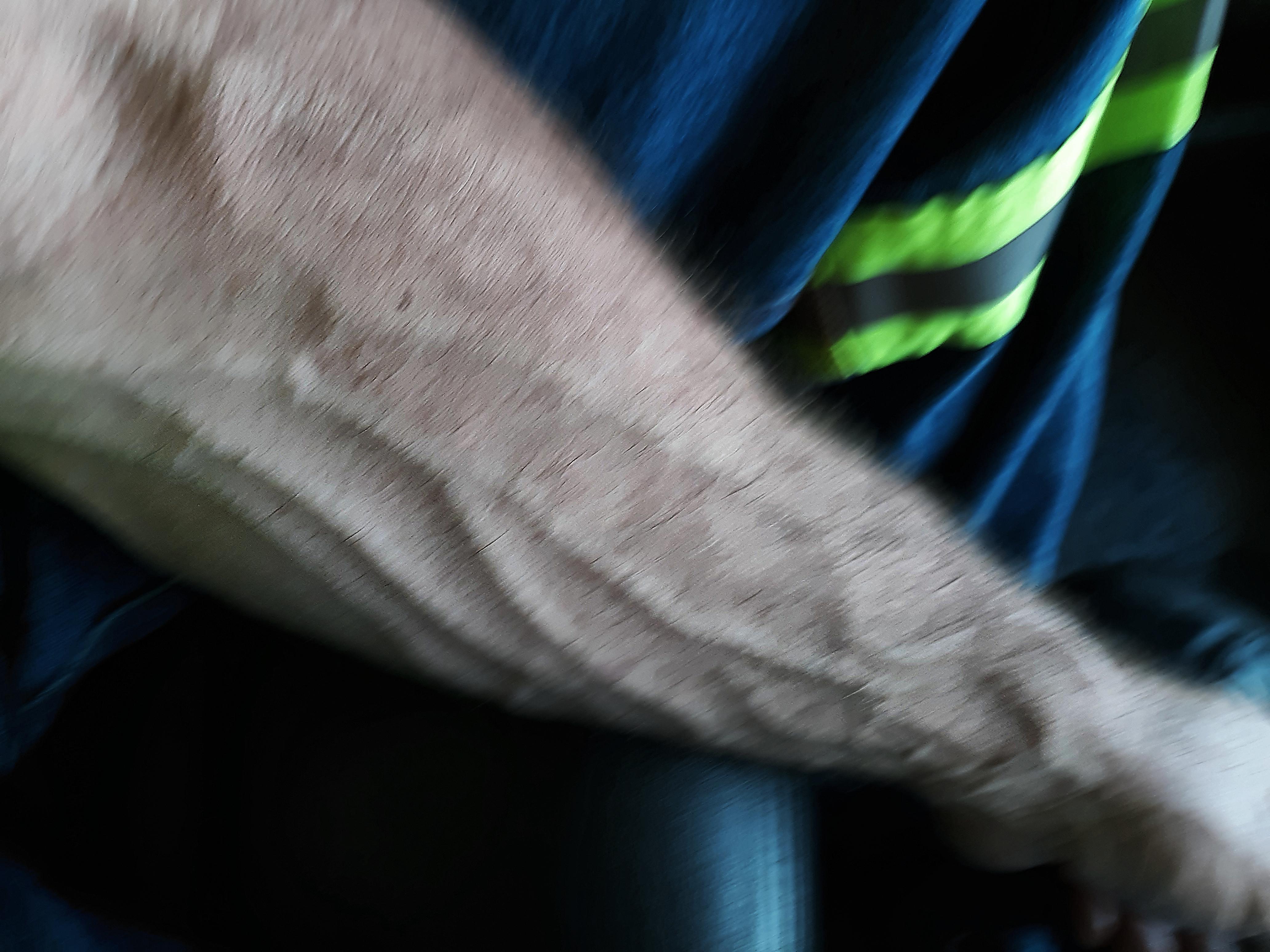 My forearm. | Scrolller