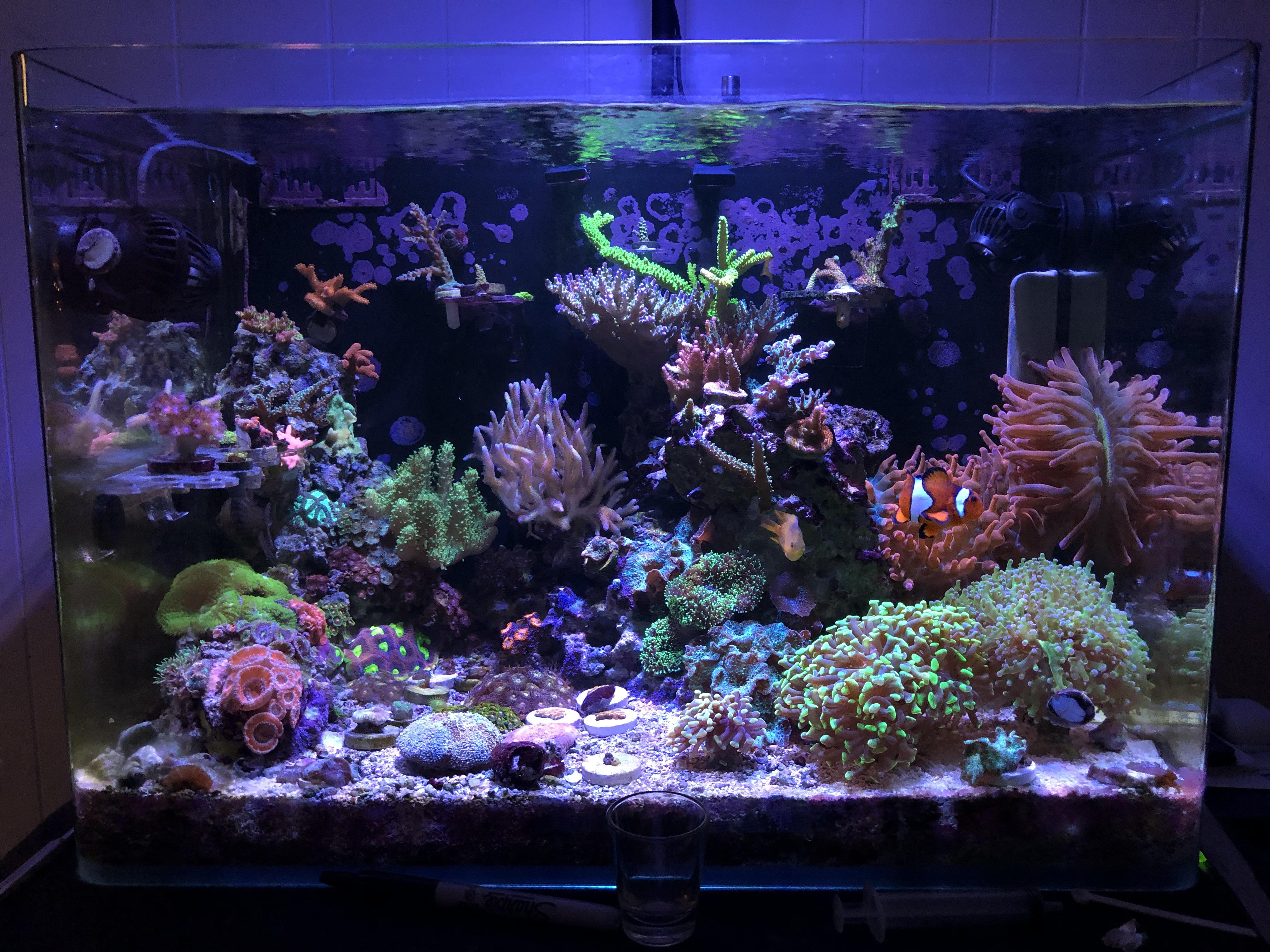 My forever cluttered 30g mixed reef | Scrolller