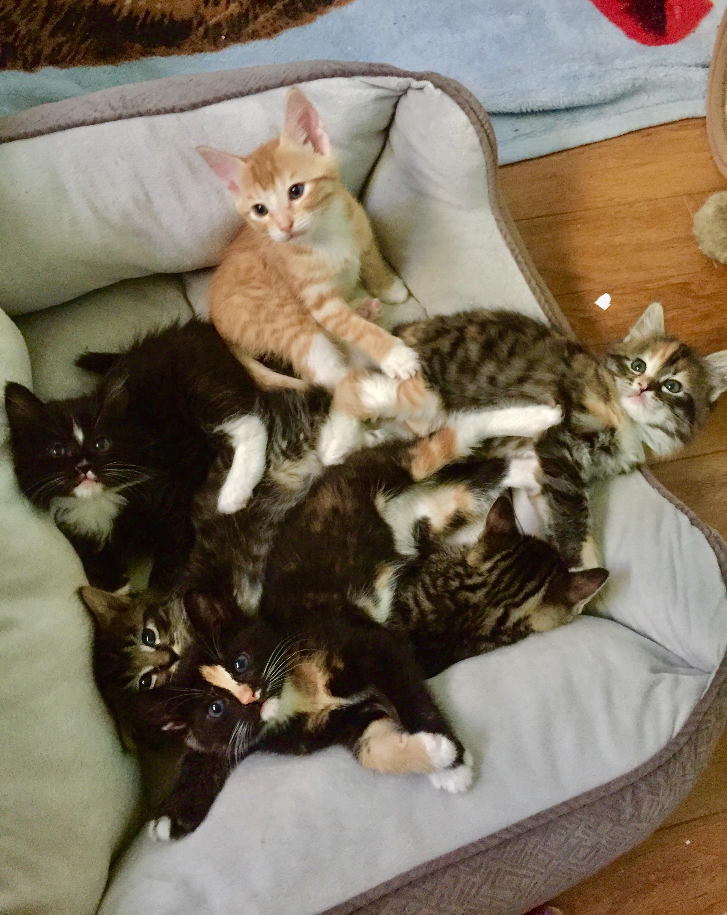 My foster kittens in the ultimate cuddle puddle