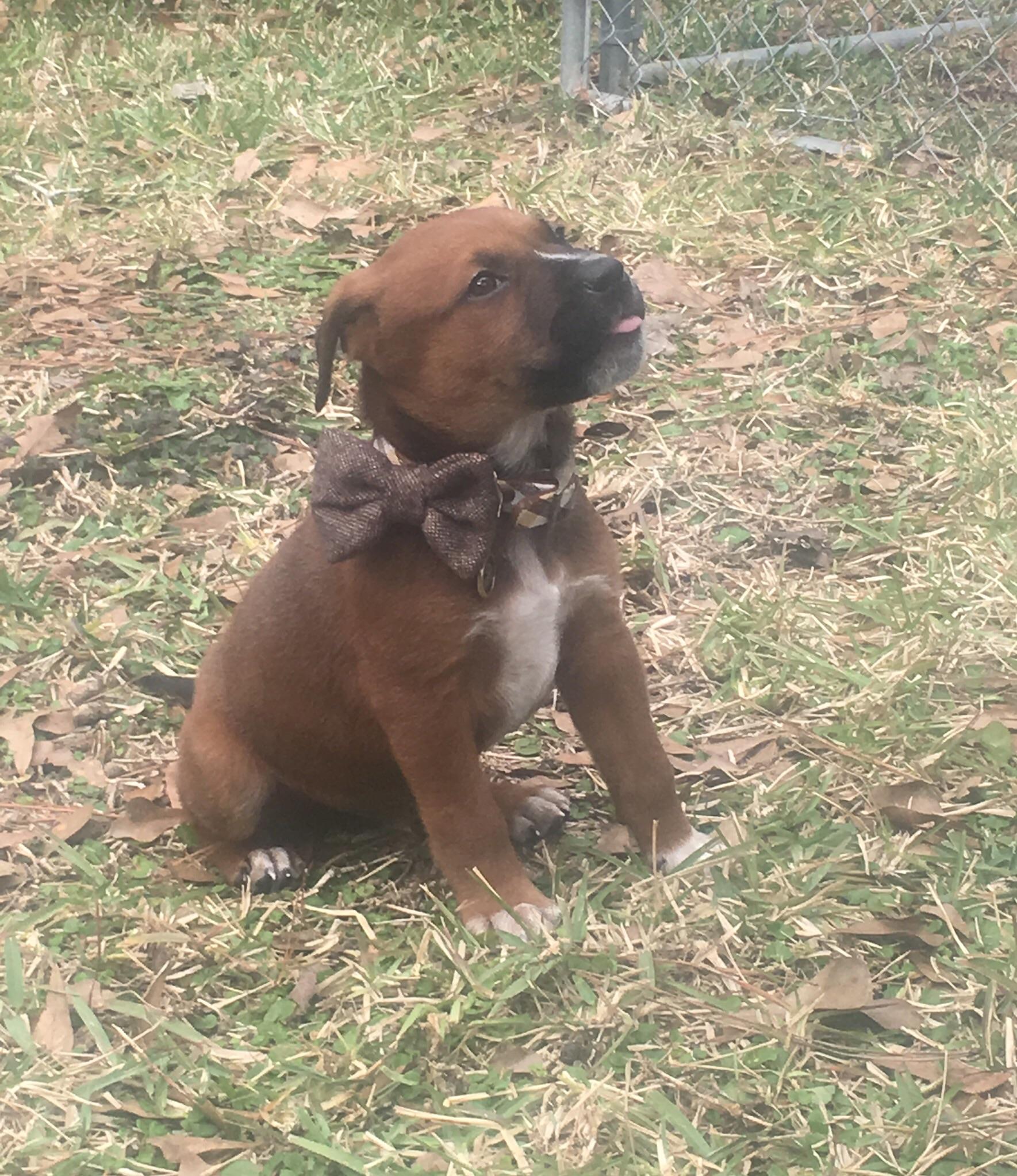 My foster puppy, Gunner, did a tiny blop! | Scrolller