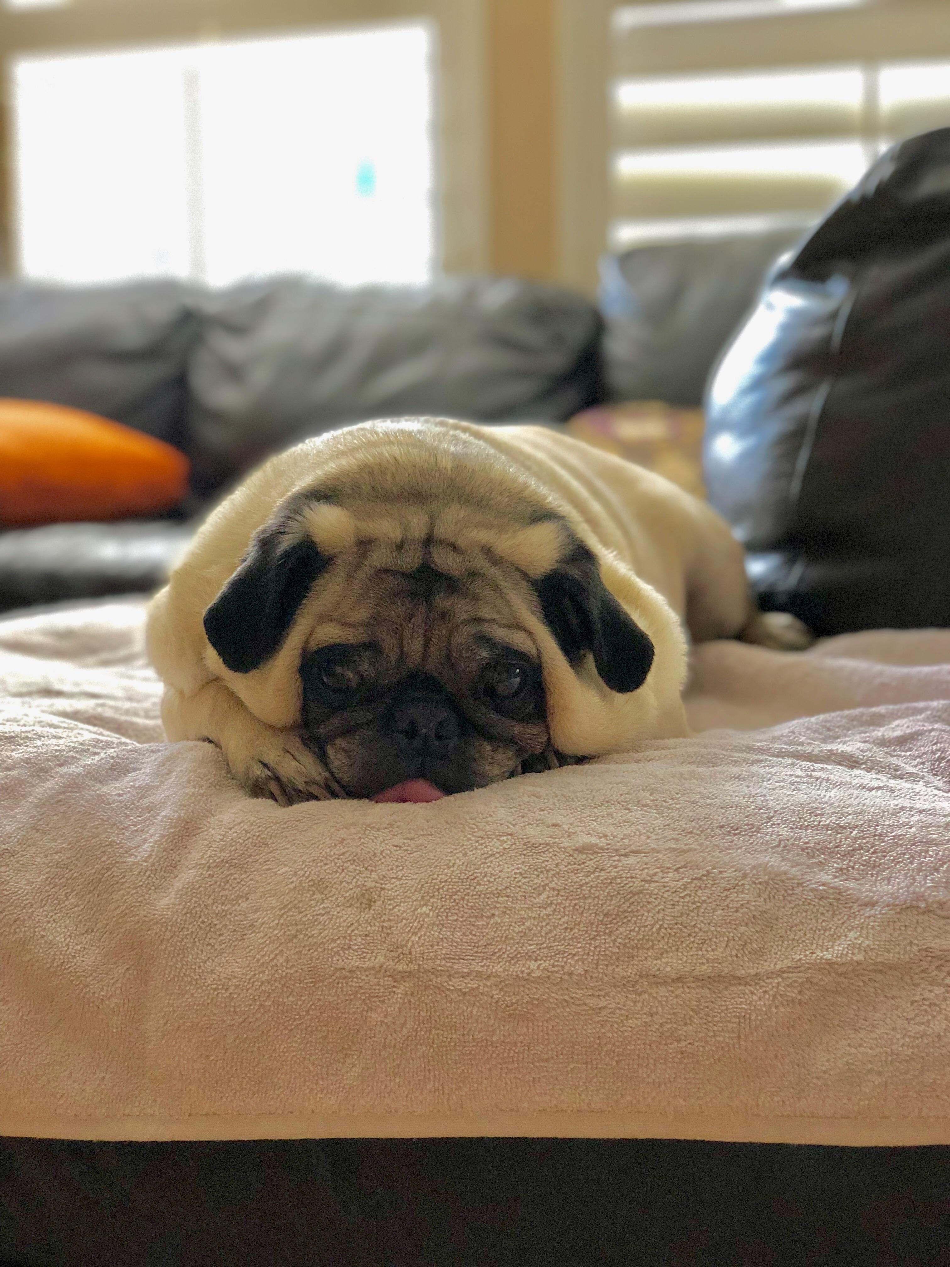 My fresh-baked pug loaf. | Scrolller