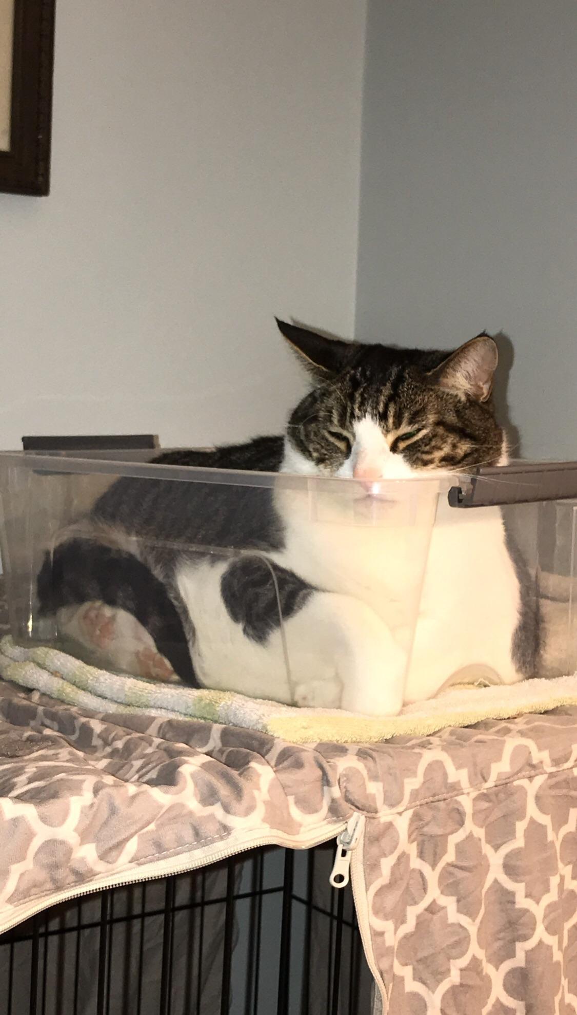 My friend’s cat, Beans. | Scrolller