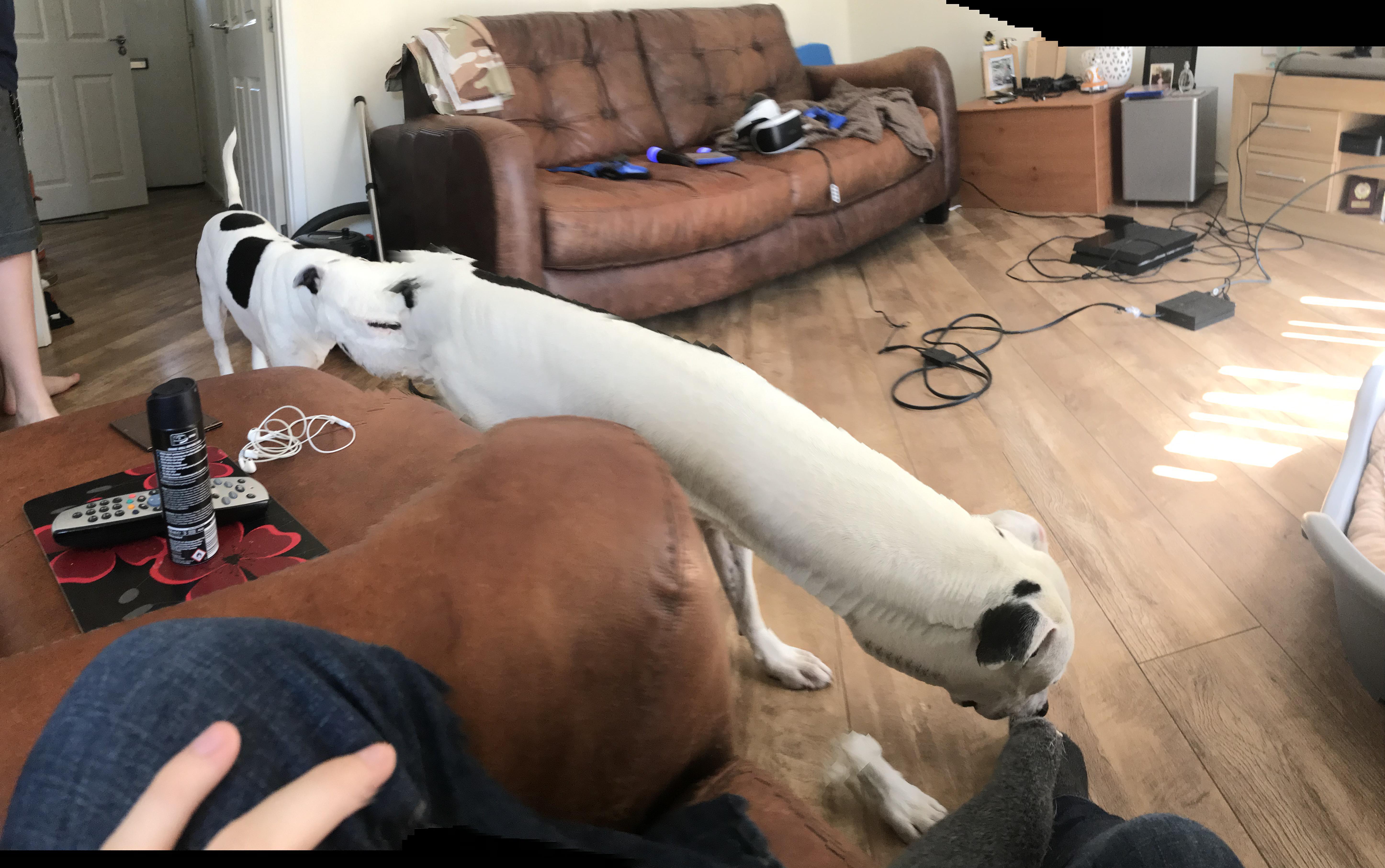 My friend’s dog | Scrolller