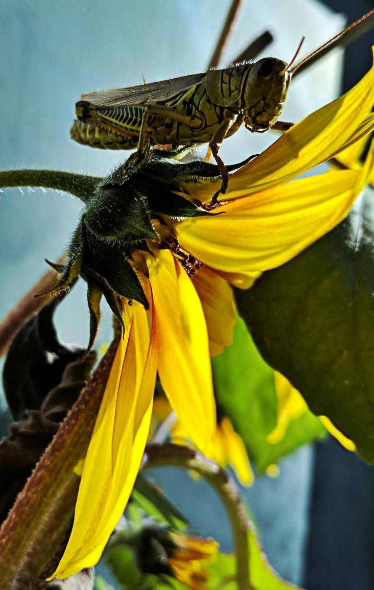 My Friend Took This In Her Back Yard Thought I Would Share Scrolller