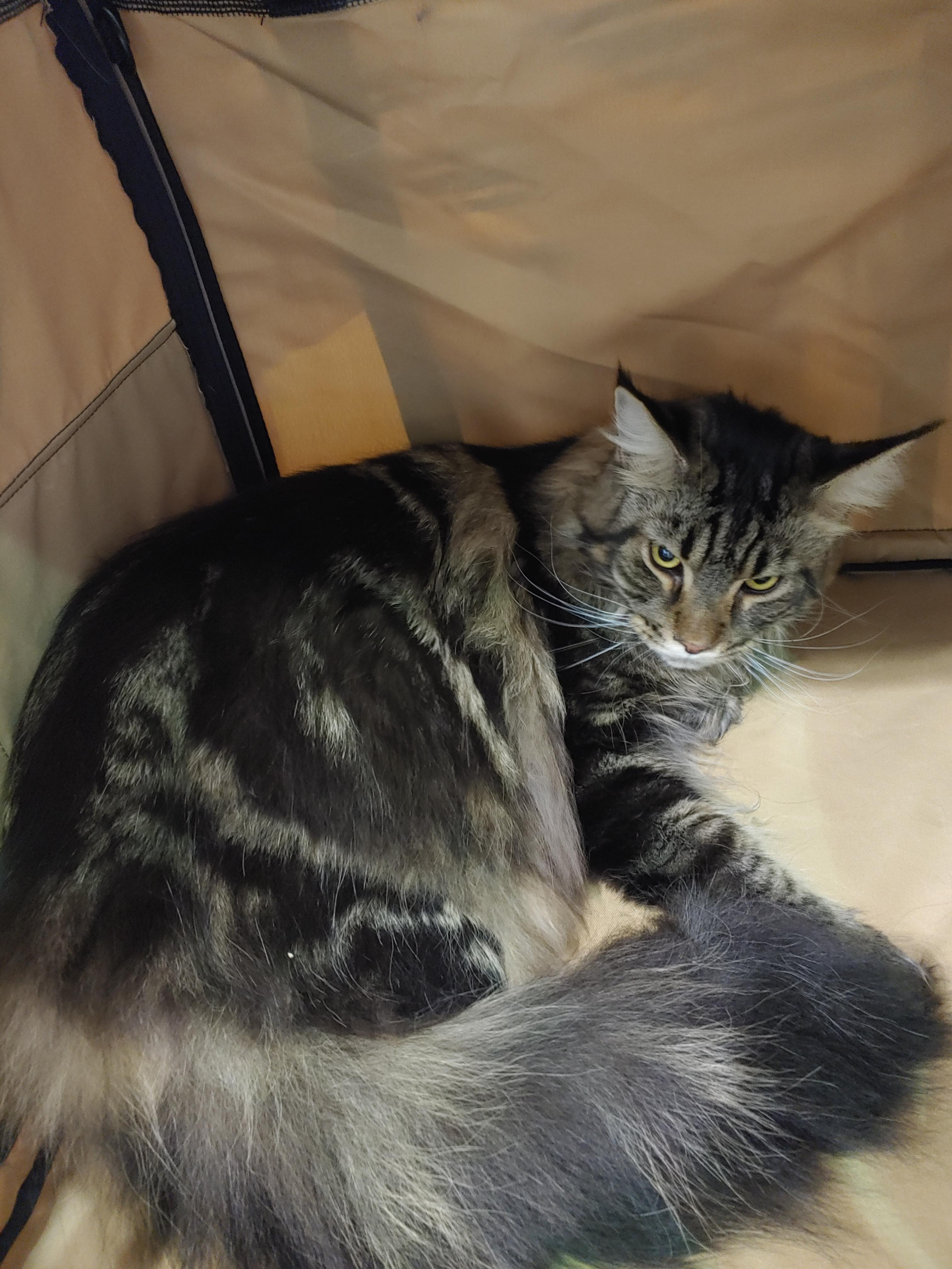 My friend's 25 pound Maine Coon cat named Captain Fluffypants. | Scrolller