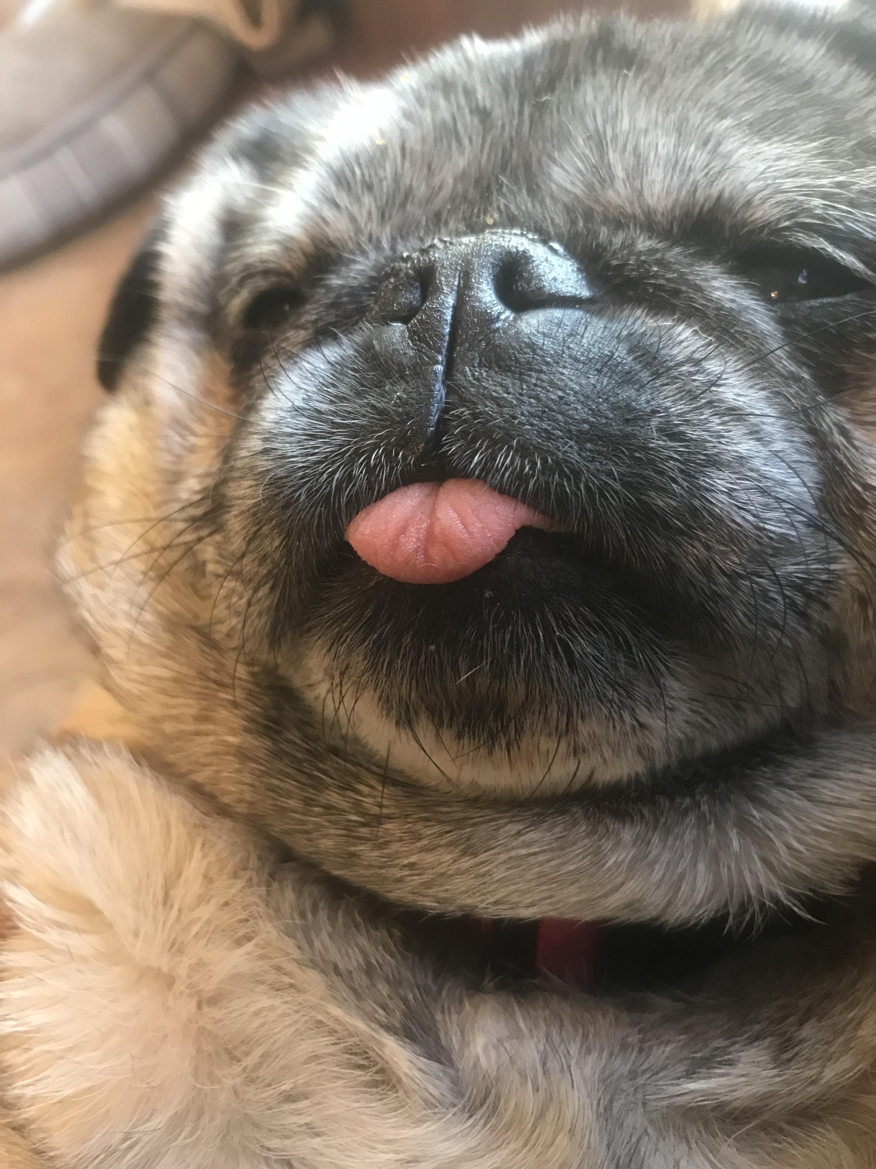 my friends dog has a constant blop | Scrolller