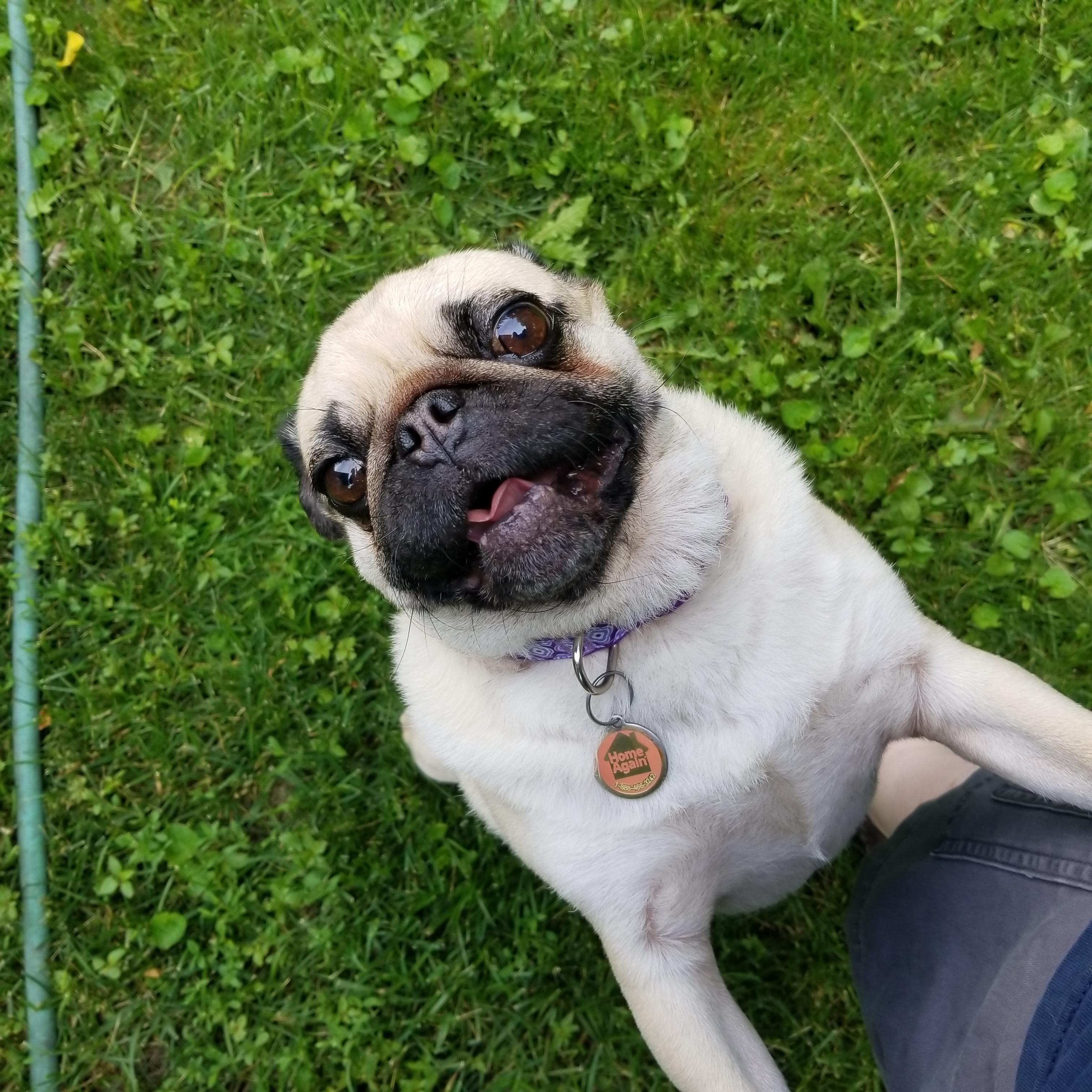 My friends pug Miss Daisy was happy to see me this past weekend. | Scrolller