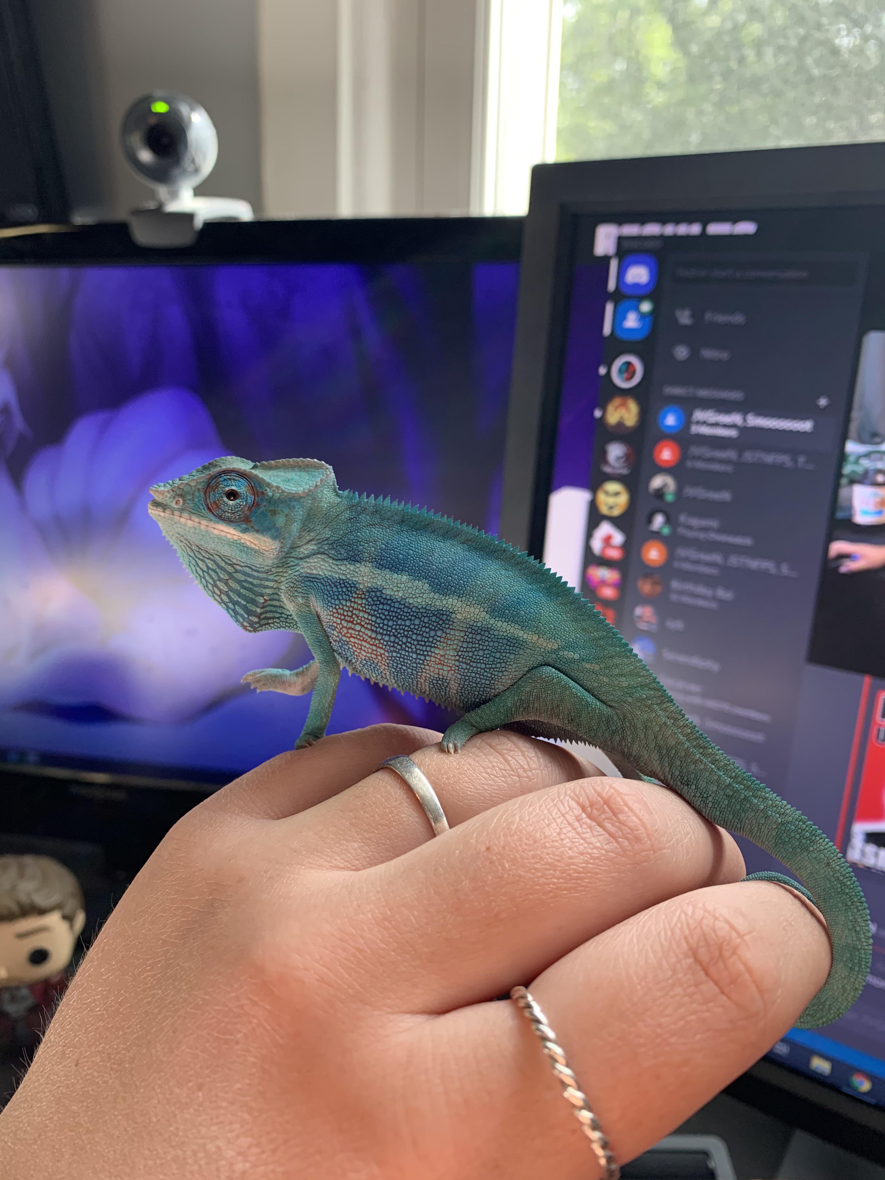 My gaming buddy, Cayde | Scrolller