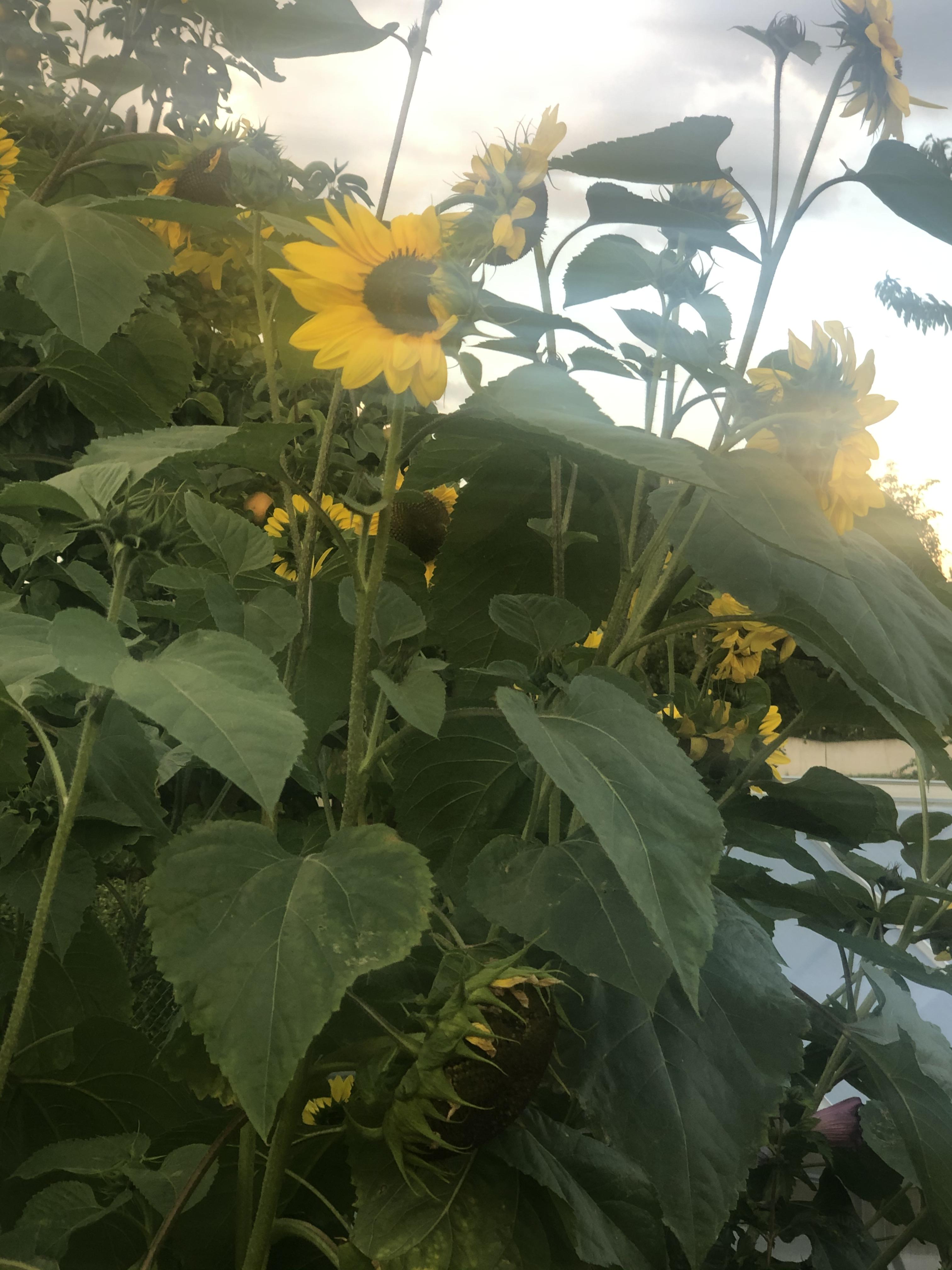 My garden | Scrolller