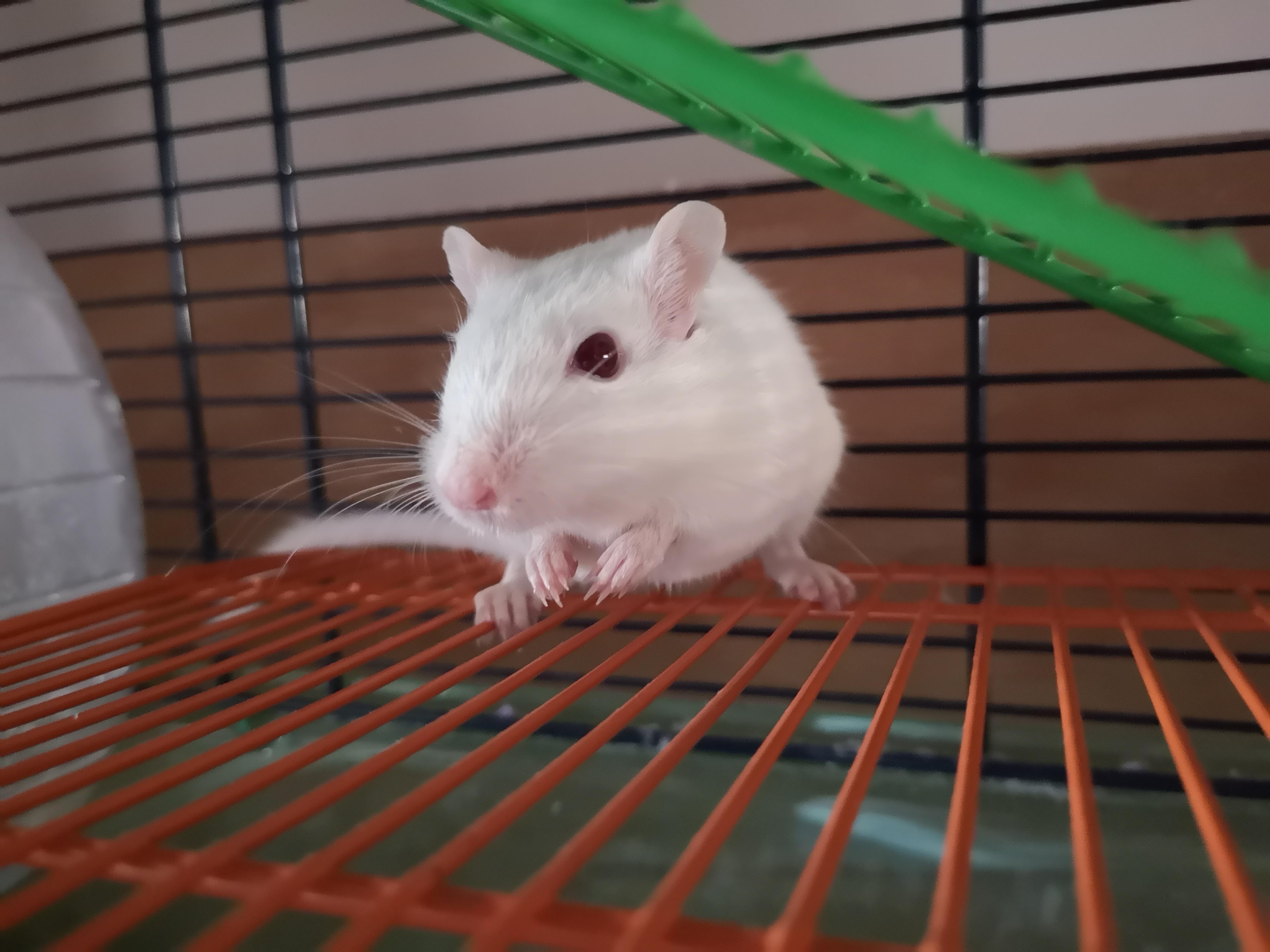 My gerbil Dimitri (after Mendeleev) 🤩 | Scrolller