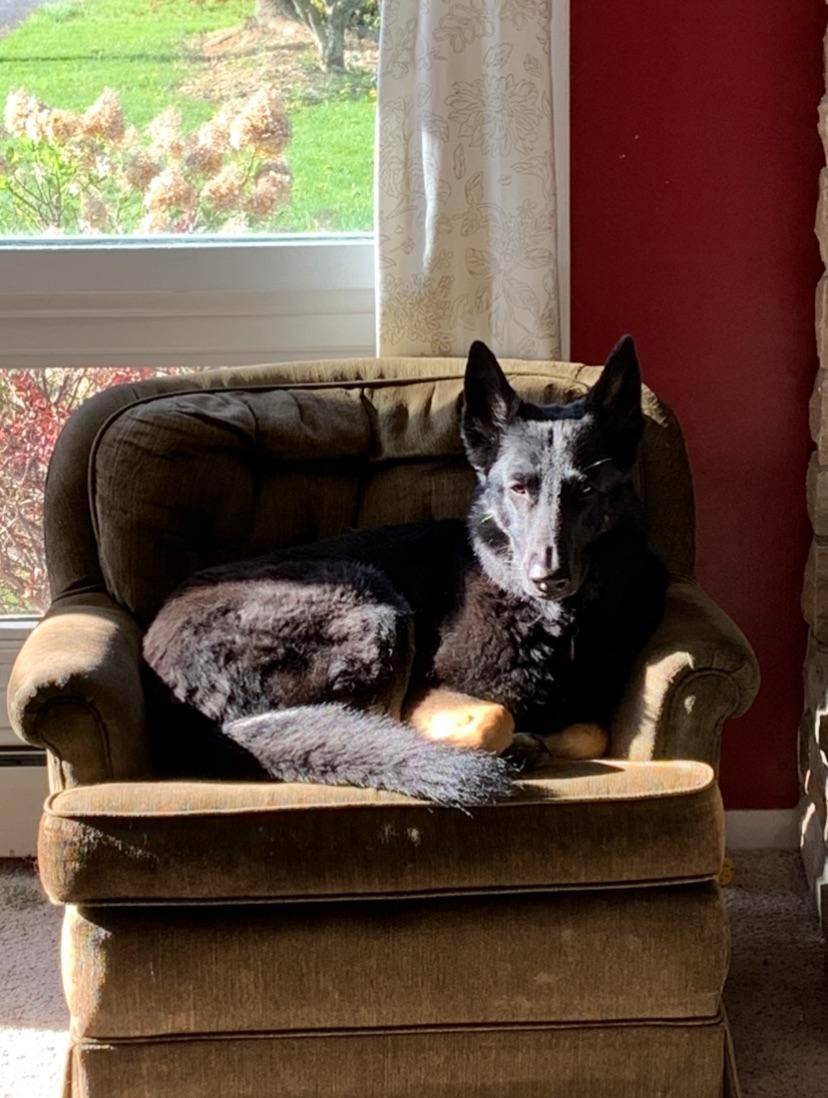 My girl, looking regal in her chair | Scrolller