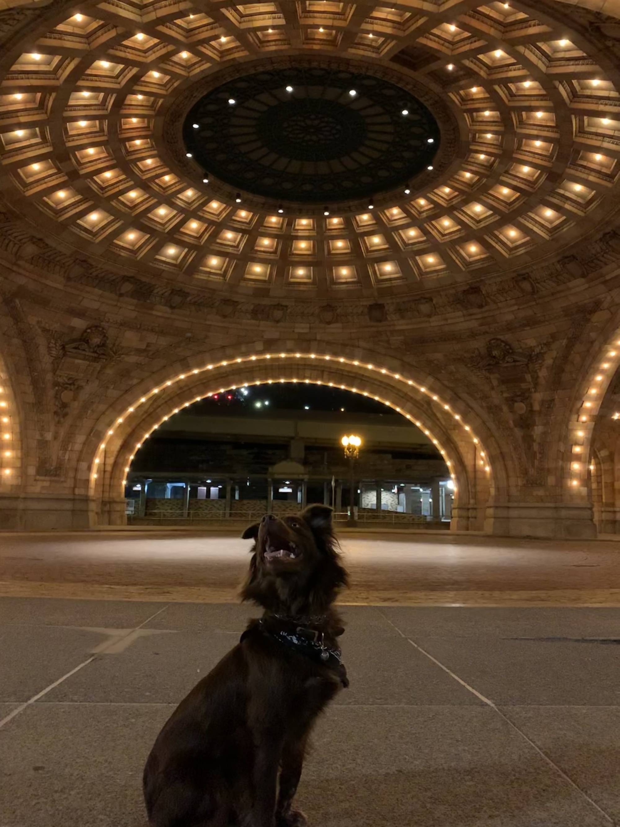 My girl Mars admiring the lights at Union Station | Scrolller