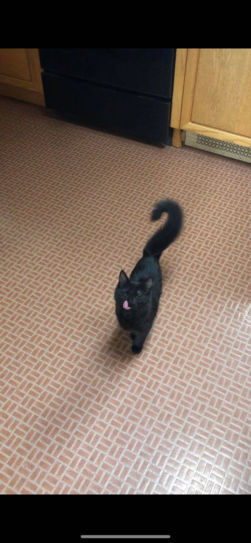 My girl’s signature question mark tail mlem | Scrolller