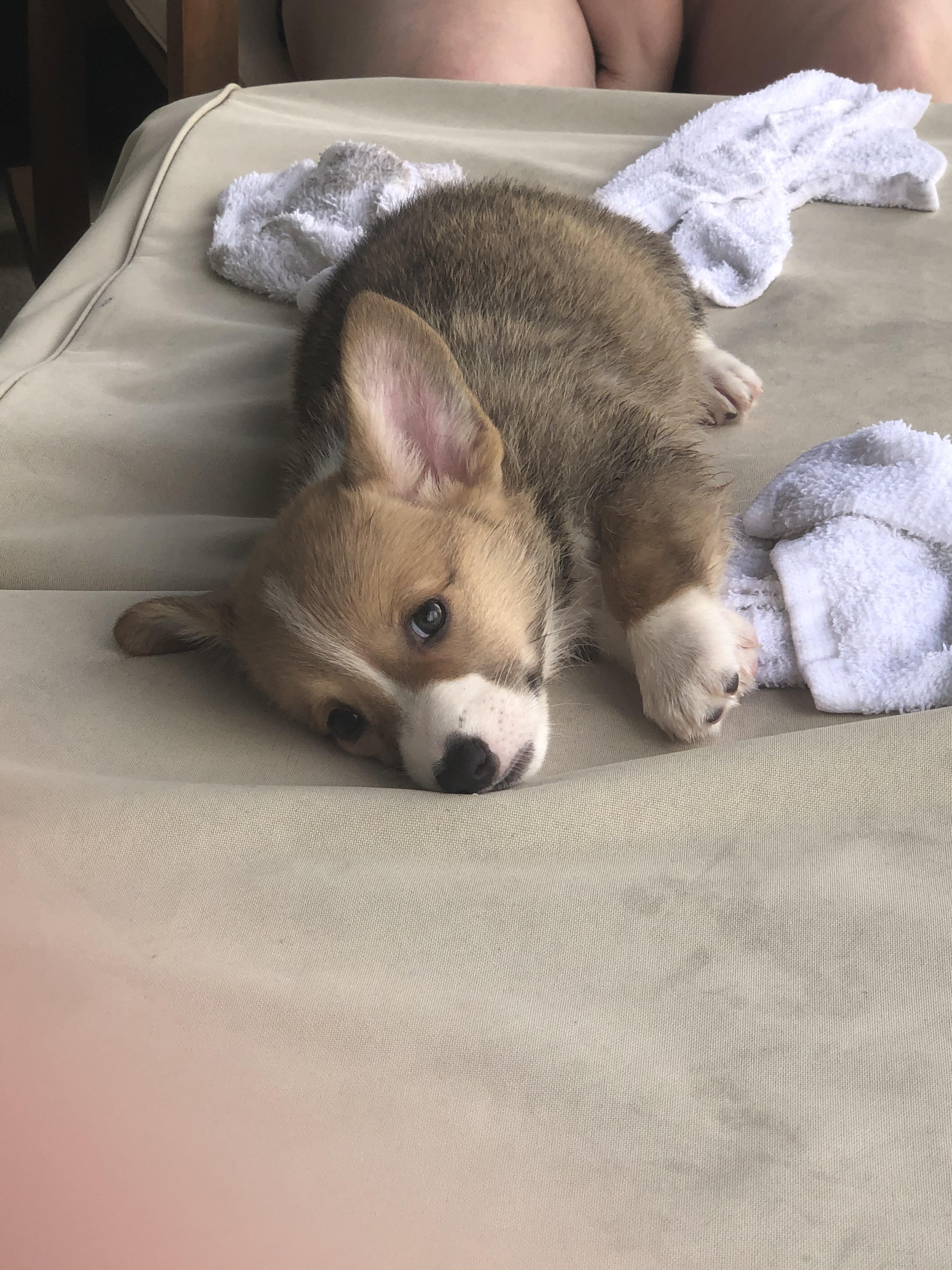 My girlfriend let me name the new dog...introducing Sully | Scrolller