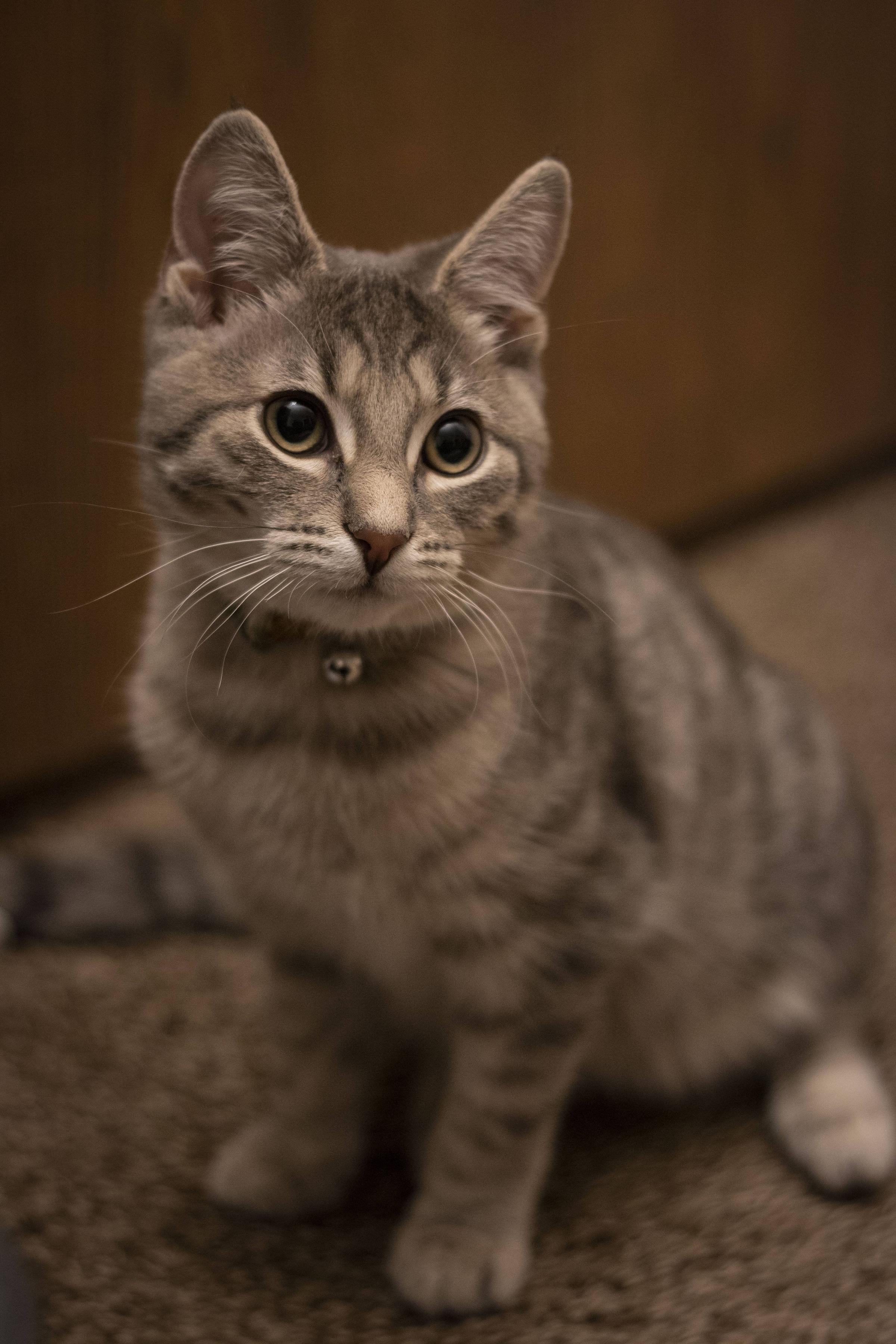 My girlfriend's kitten Eugene | Scrolller