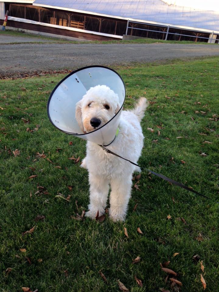 My Goldendoodle | Scrolller