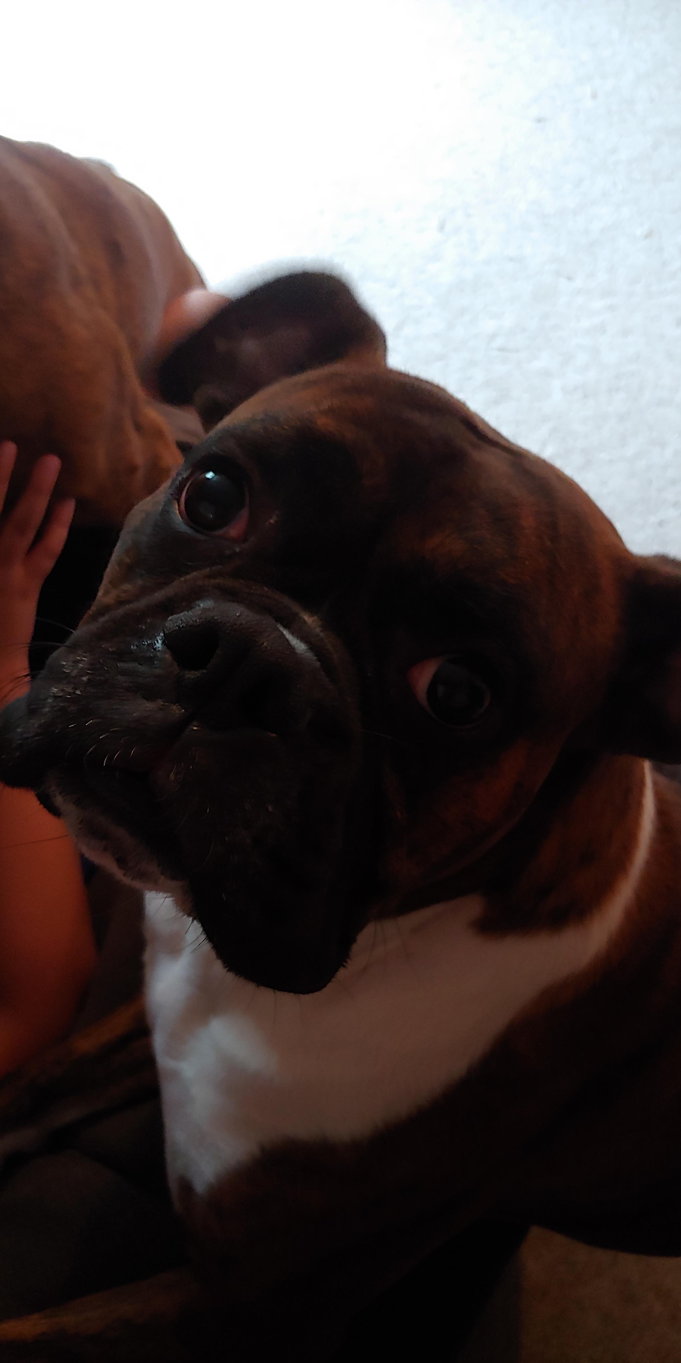 My goofy boy | Scrolller