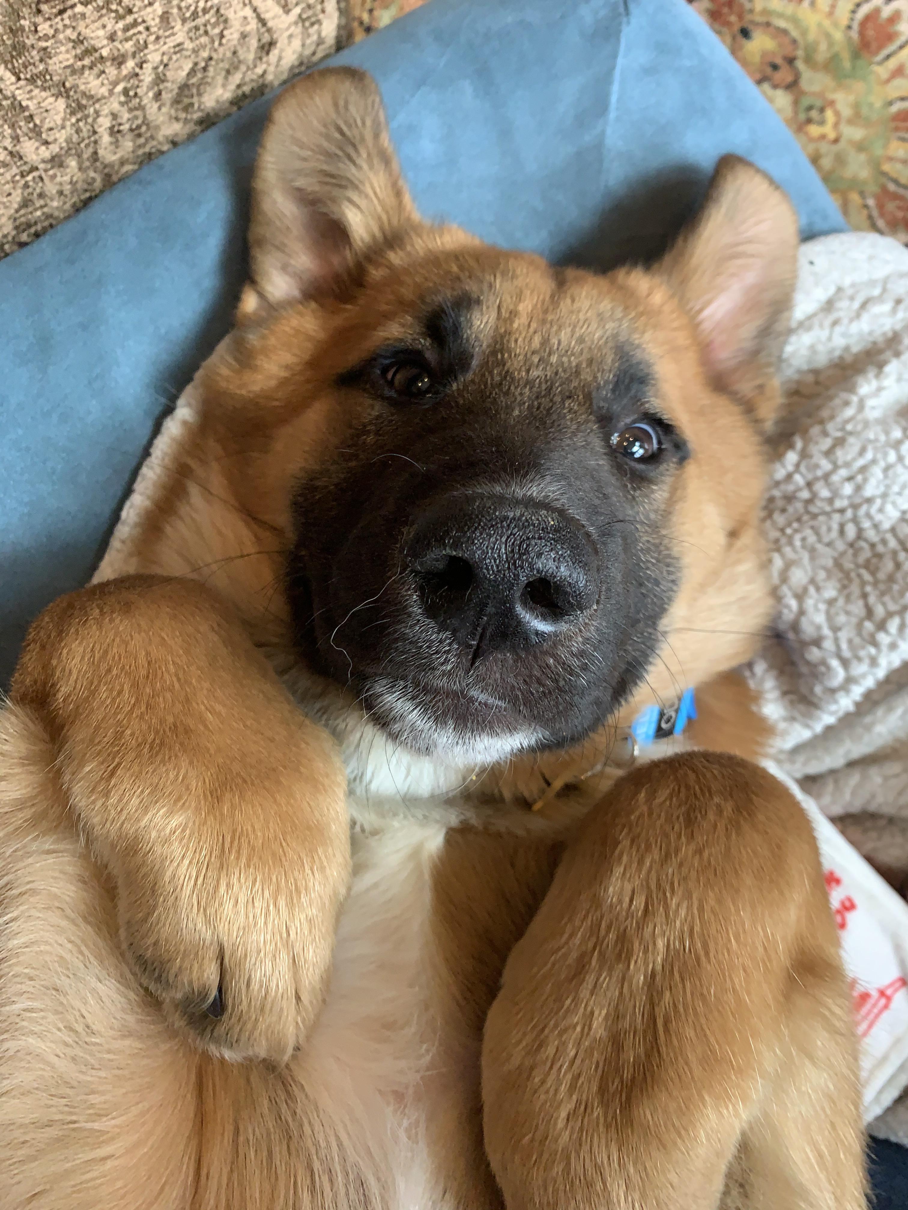 My goofy boy Odin doing what I call kangaroo posing | Scrolller