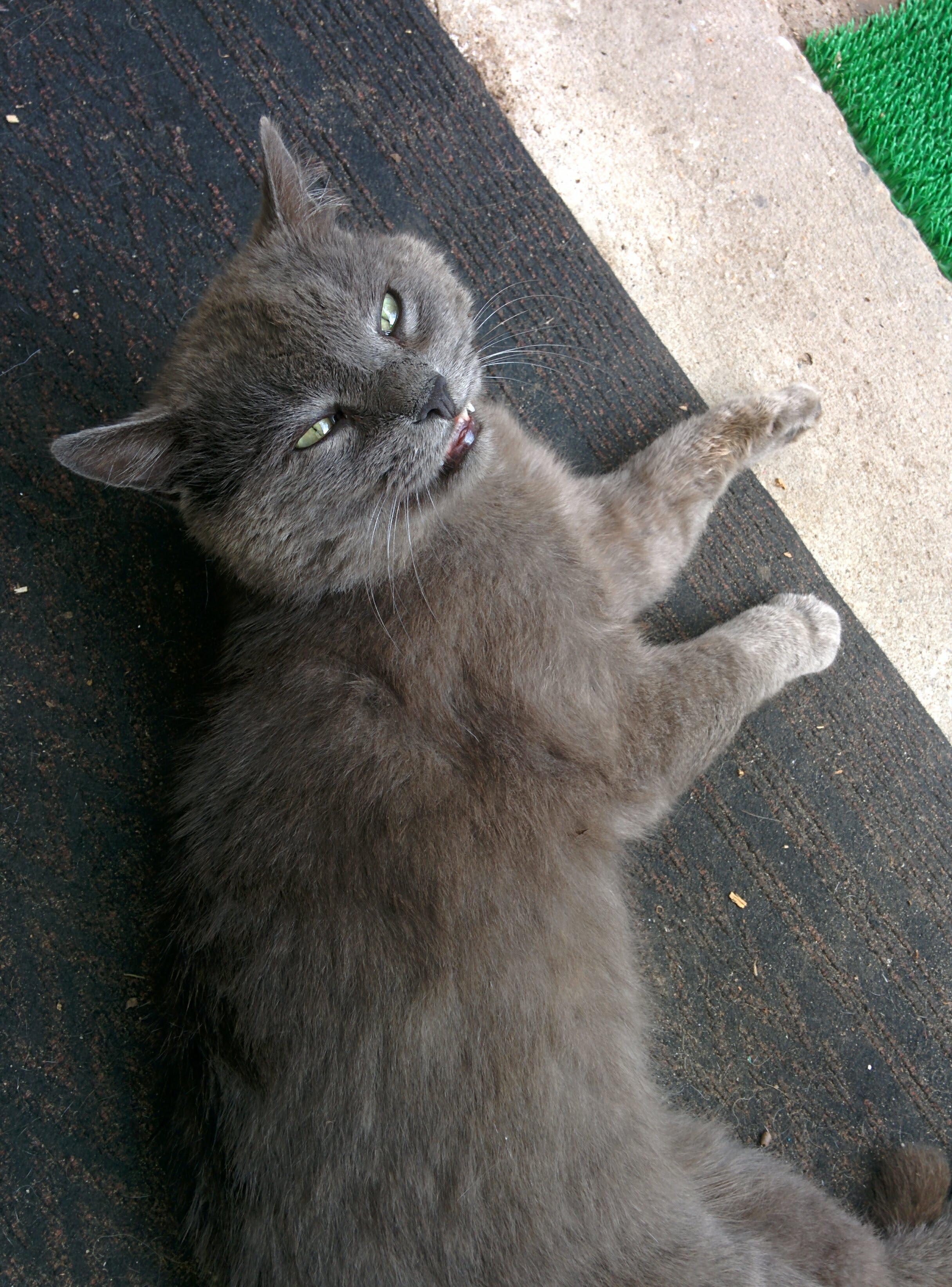 My grey kitty doing a big smile | Scrolller