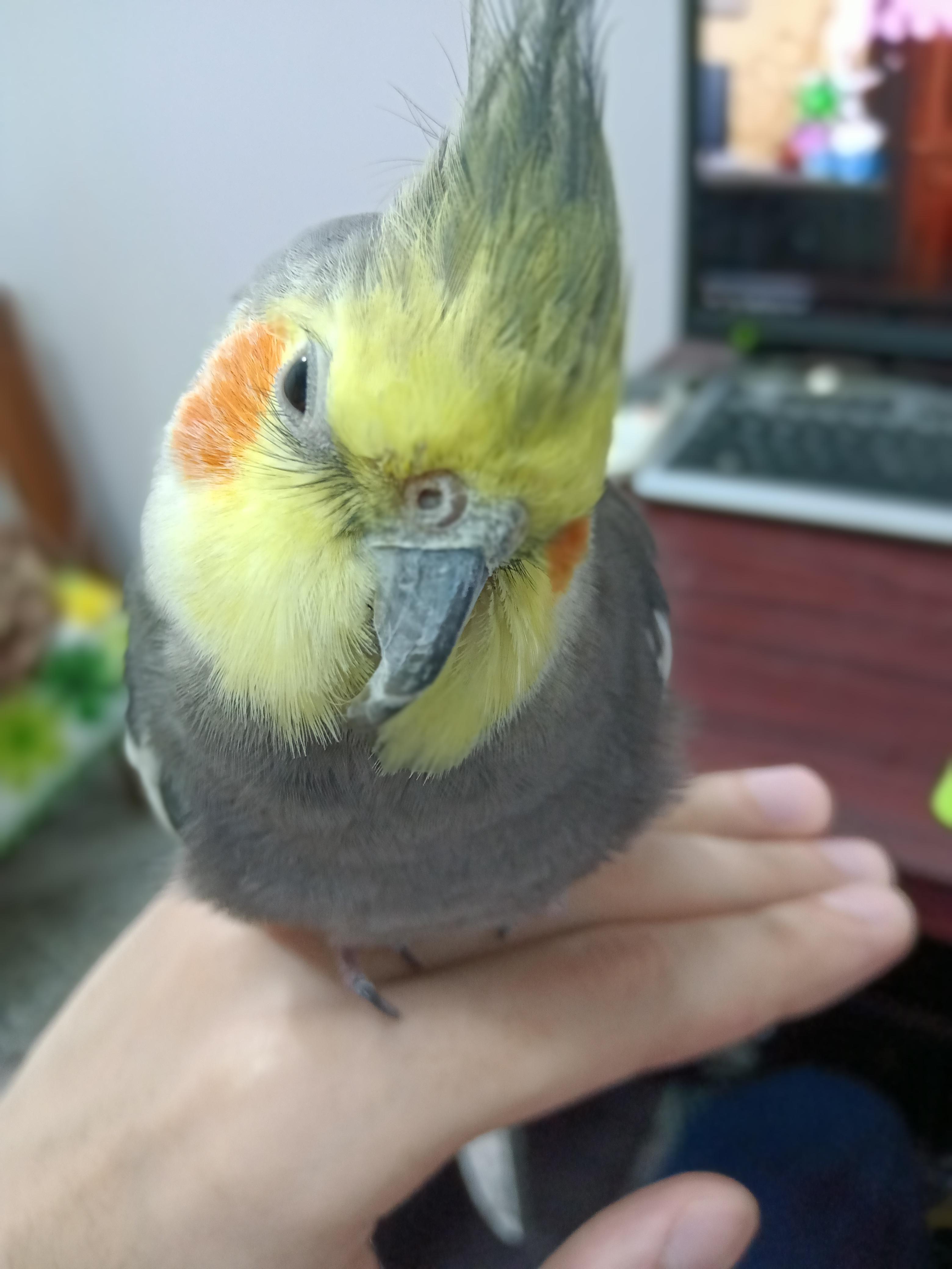 My grumpy boi | Scrolller