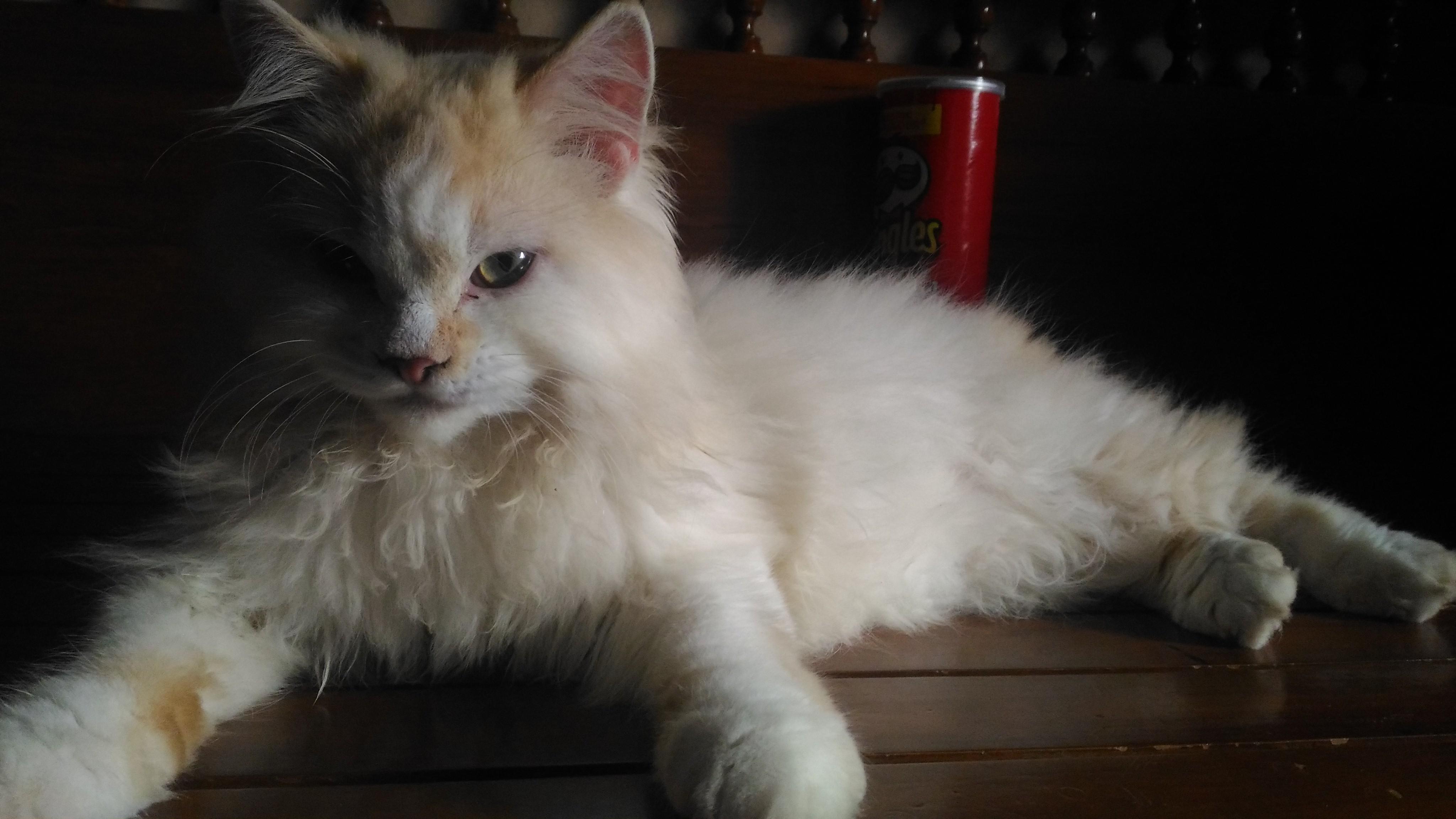 My grumpy floof. | Scrolller