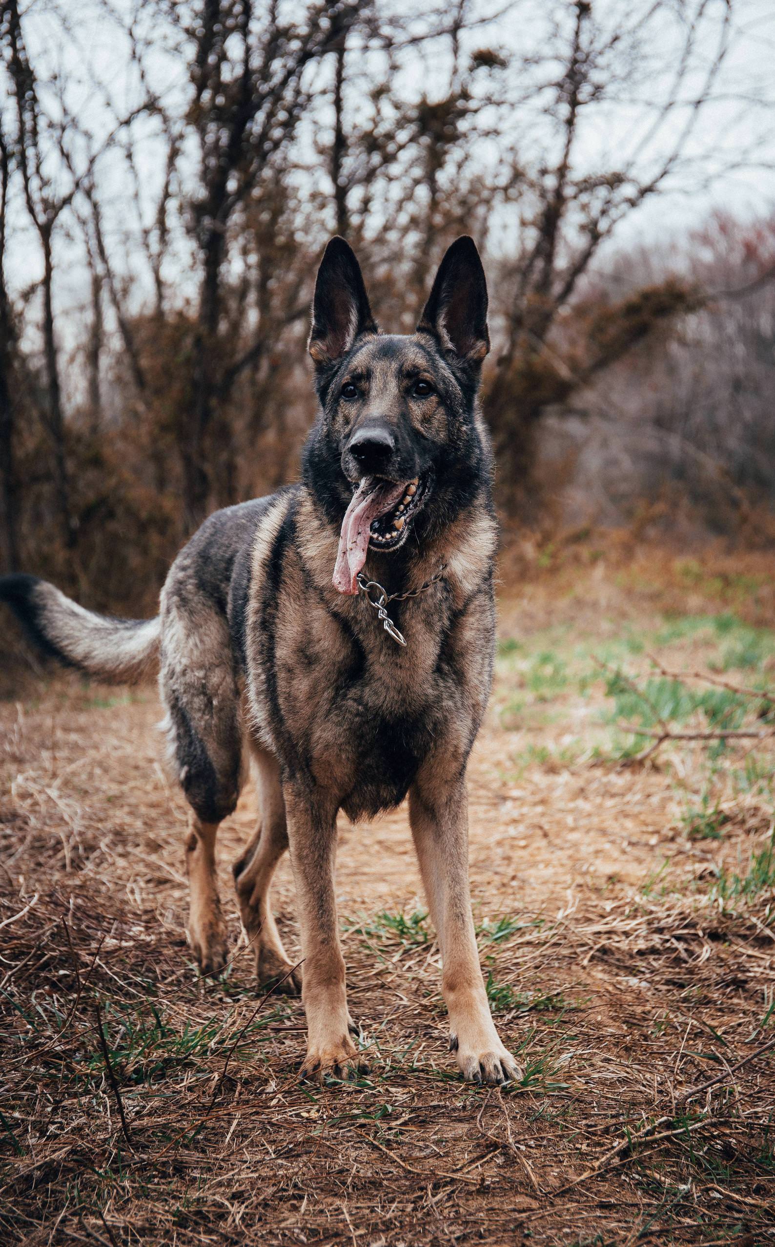 My guy, Wesson. | Scrolller