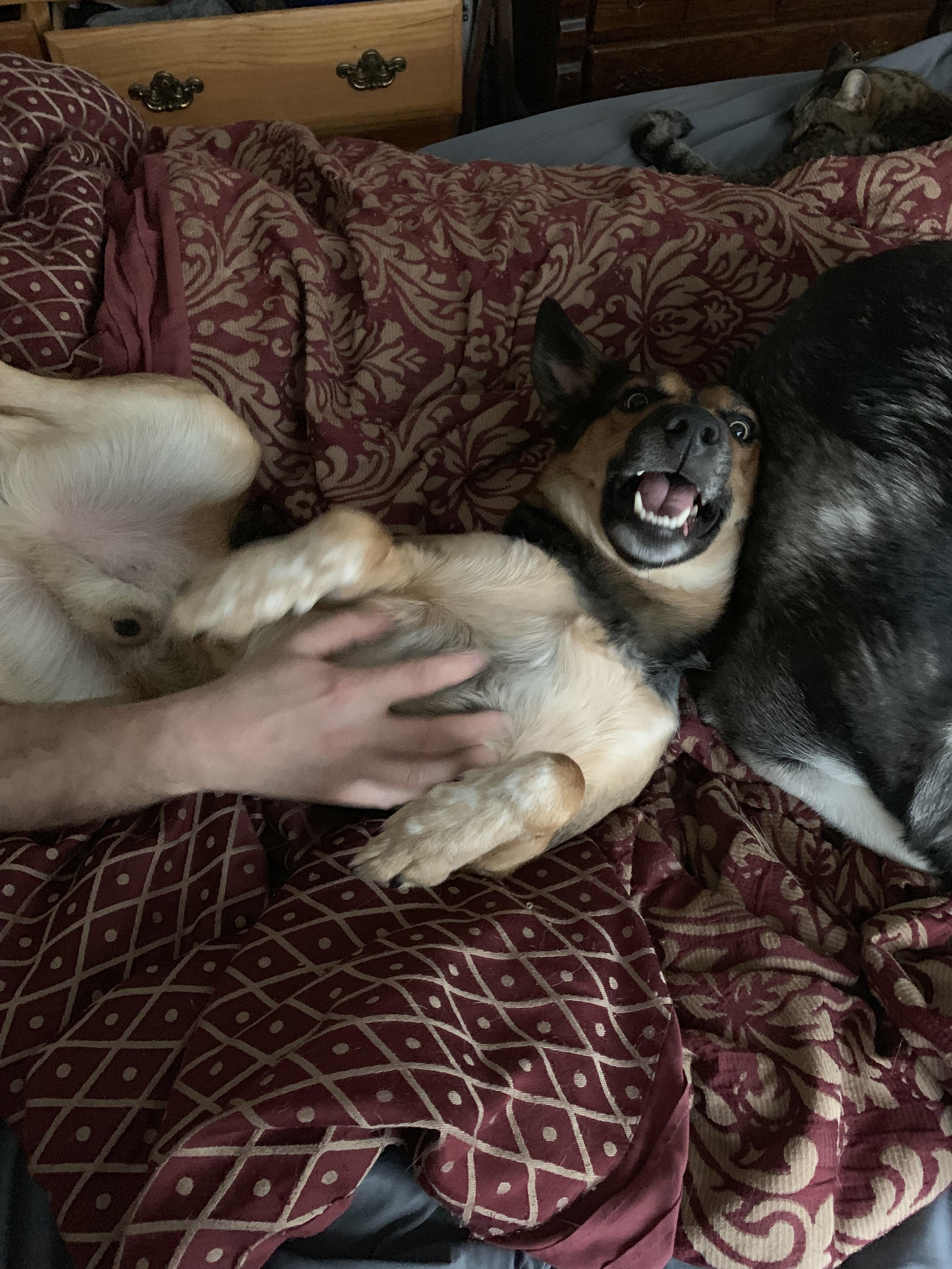 My half kelpie, Drake | Scrolller