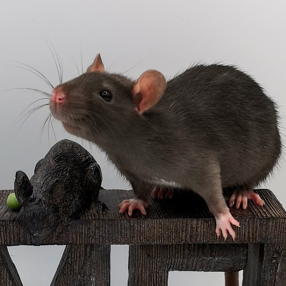 My handsome boy 😍 | Scrolller