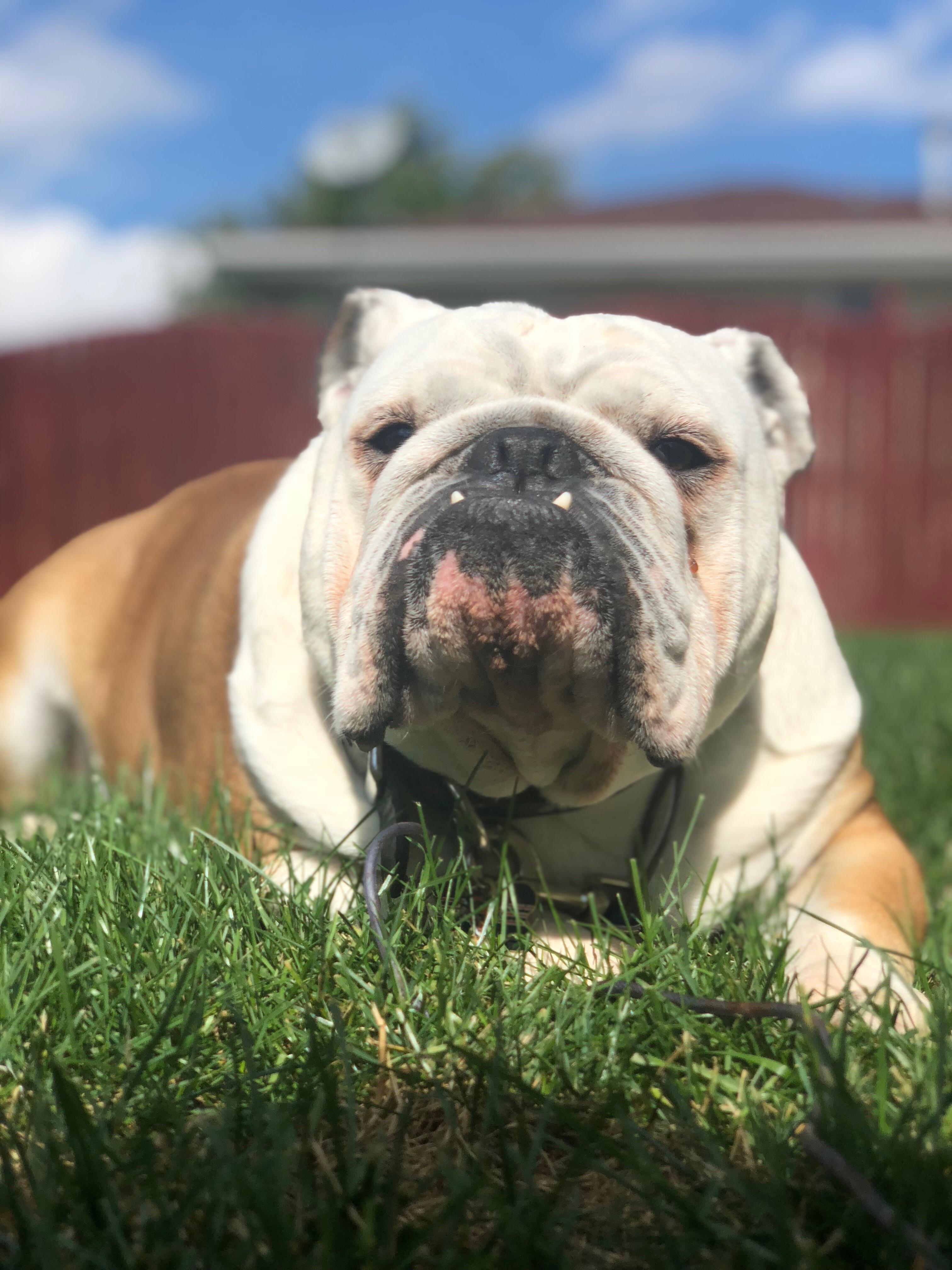 My Handsome Boy Bruno | Scrolller