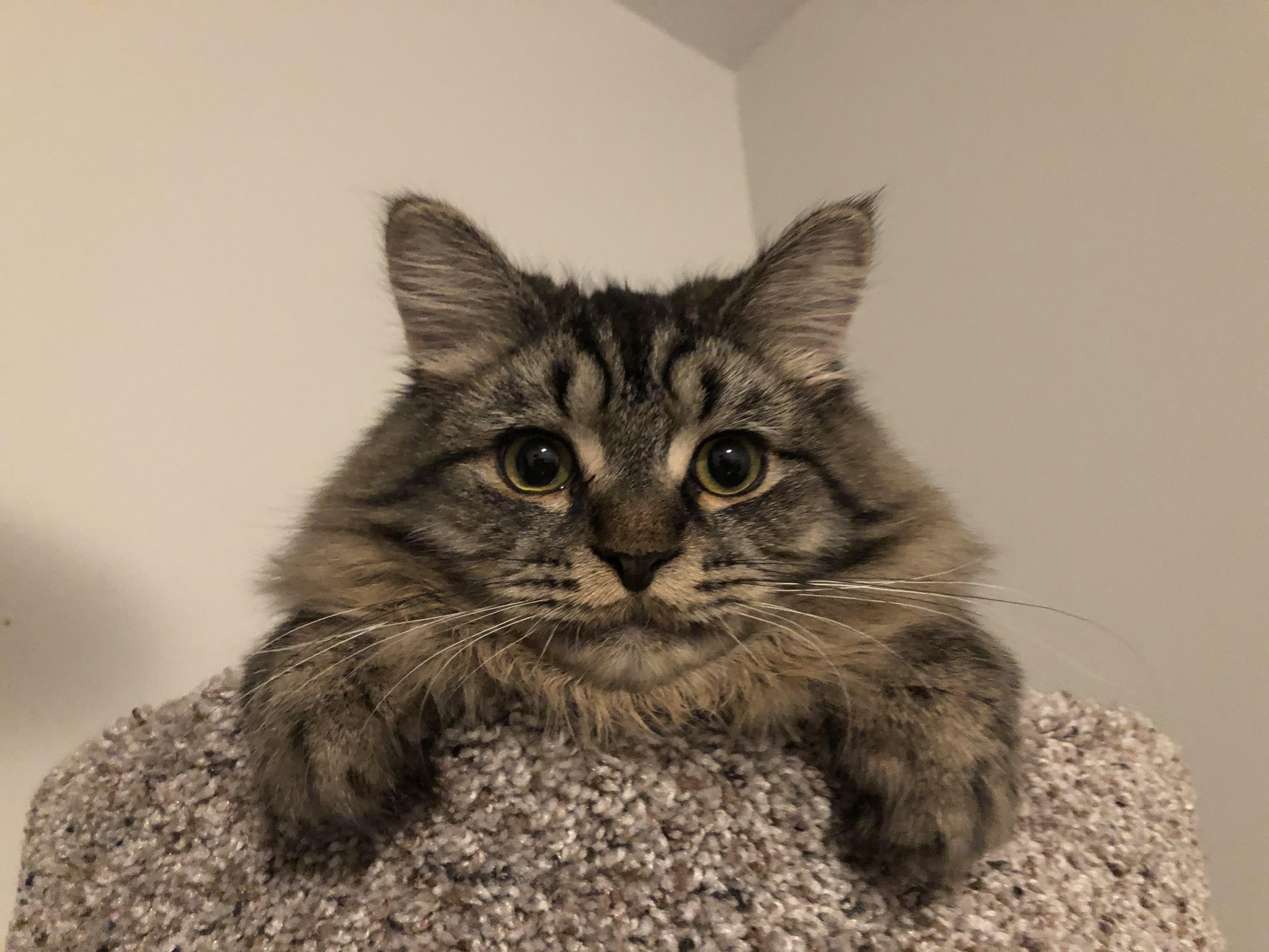 My handsome boy Frank | Scrolller