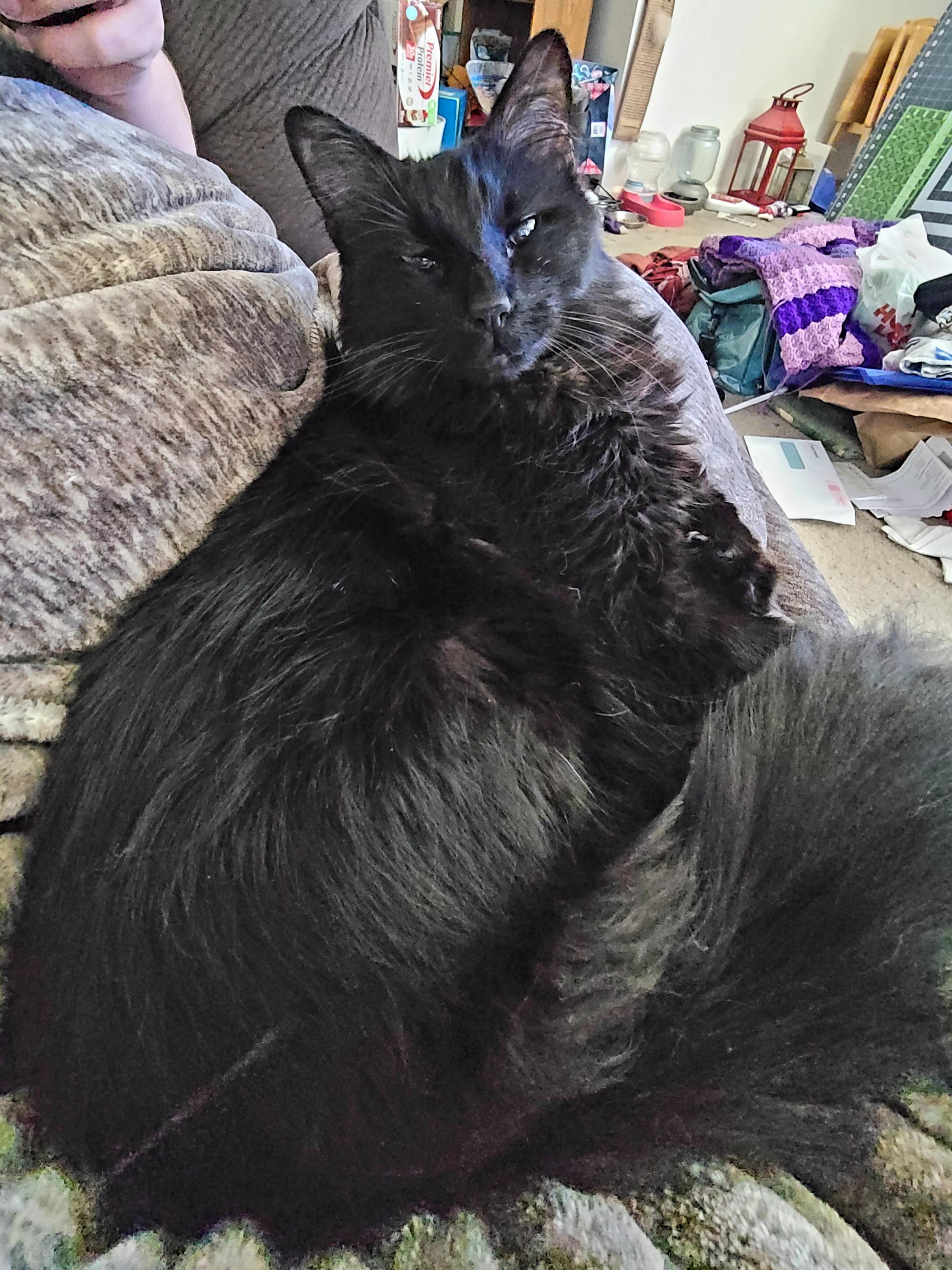 My handsome boy, Tucker | Scrolller