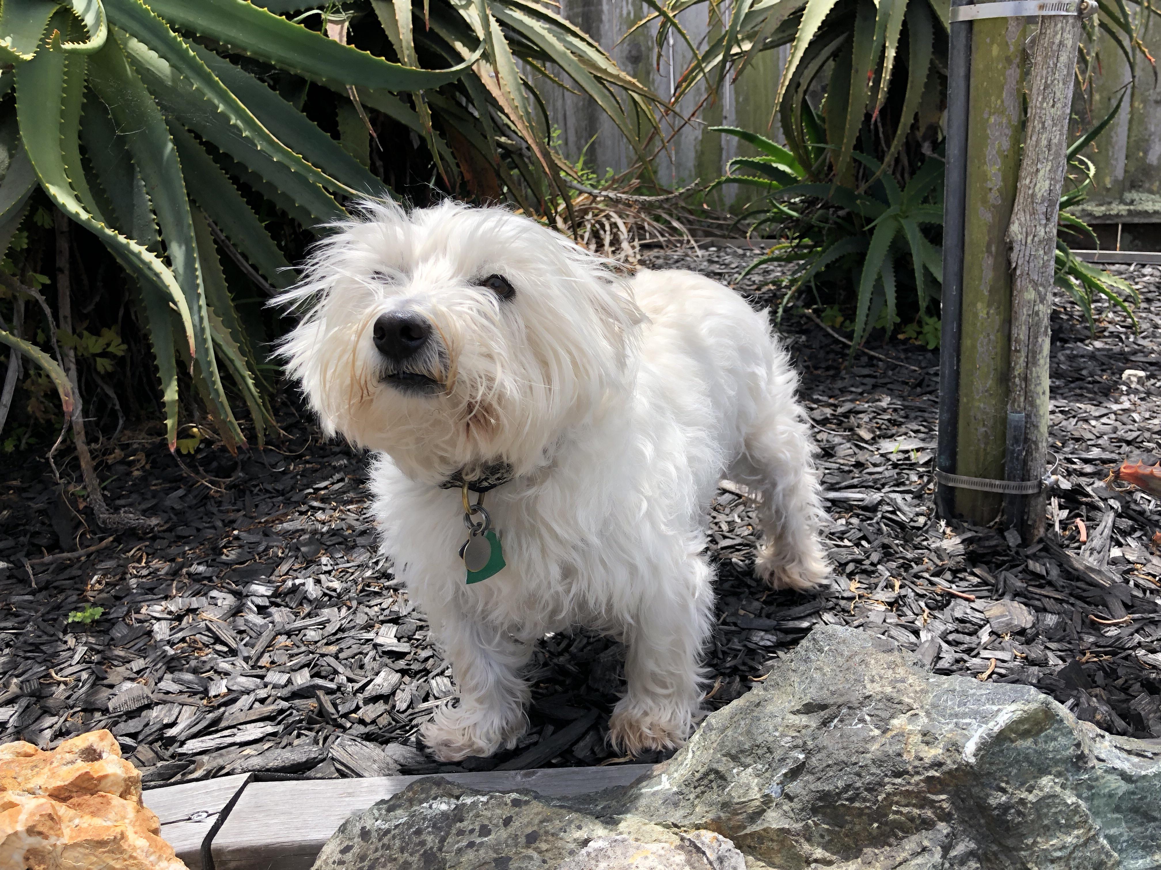 My handsome Dobby | Scrolller