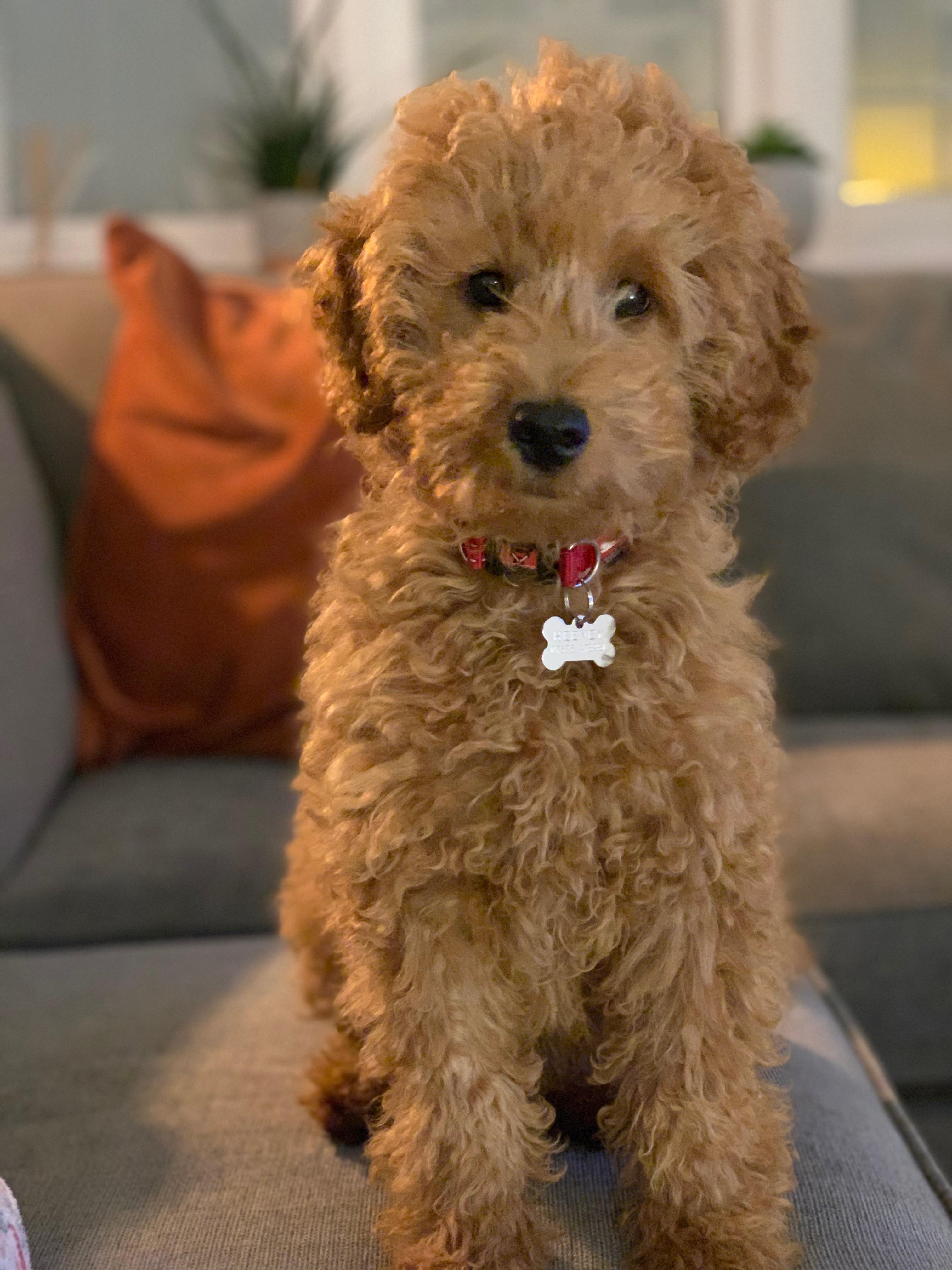 My handsome goldendoodle, Pixel | Scrolller