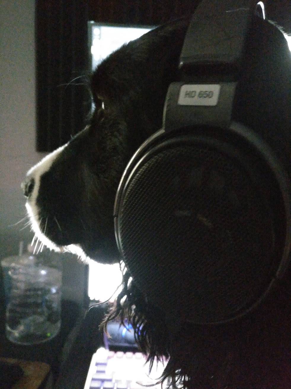 My headphone stand is a bit....hairy | Scrolller