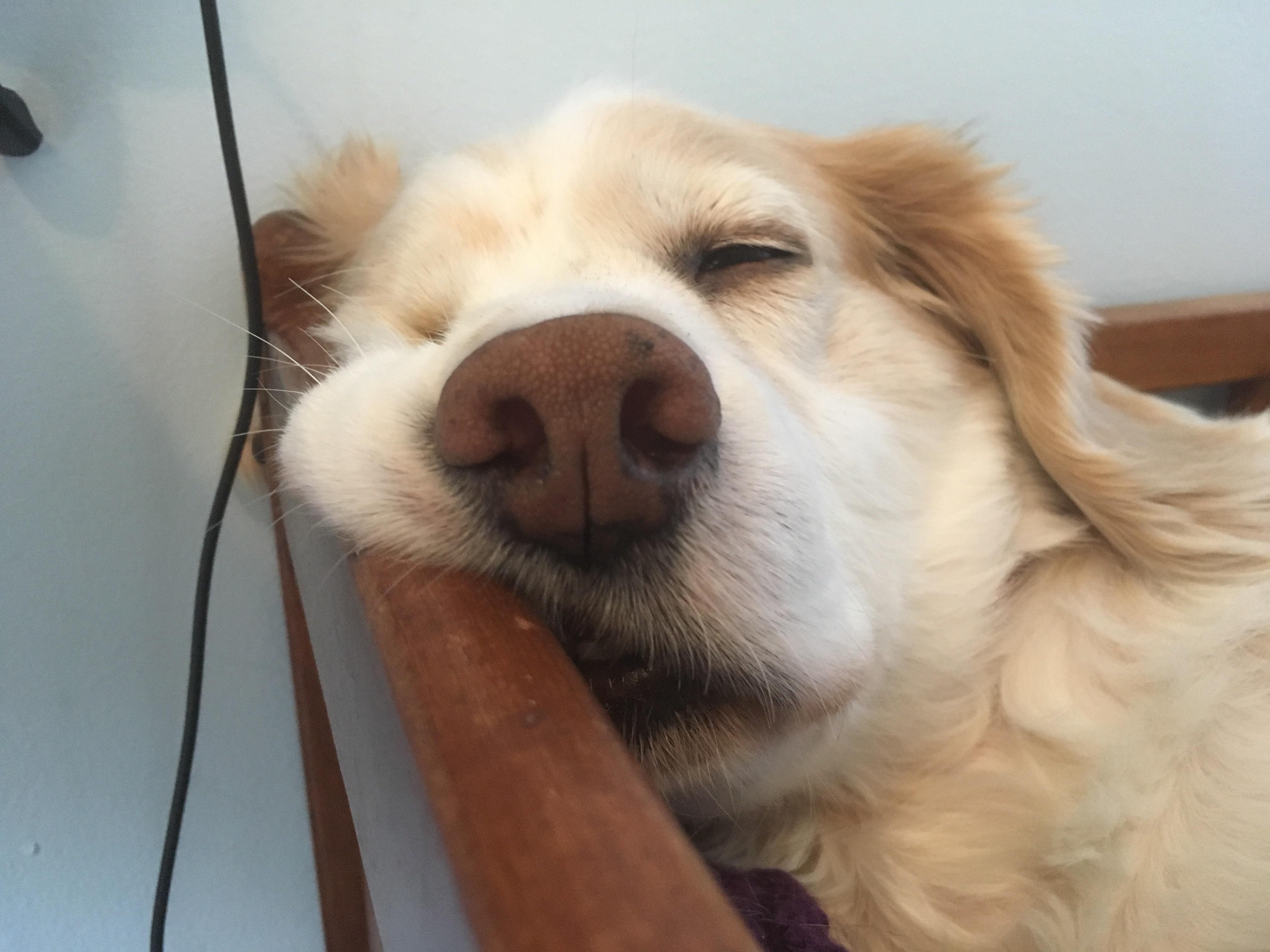 My home office-mate, Wendy. | Scrolller