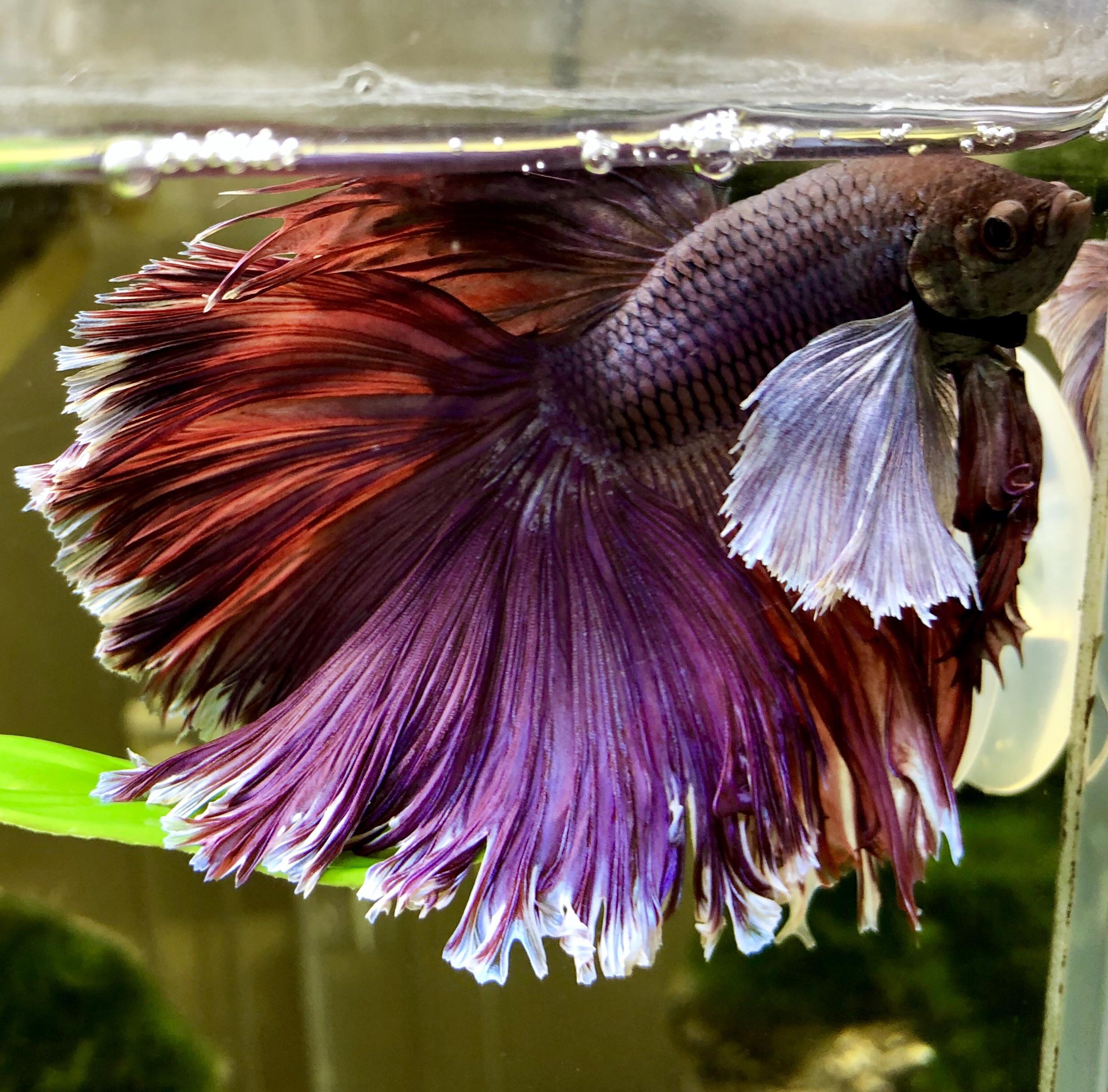My insanely handsome betta | Scrolller