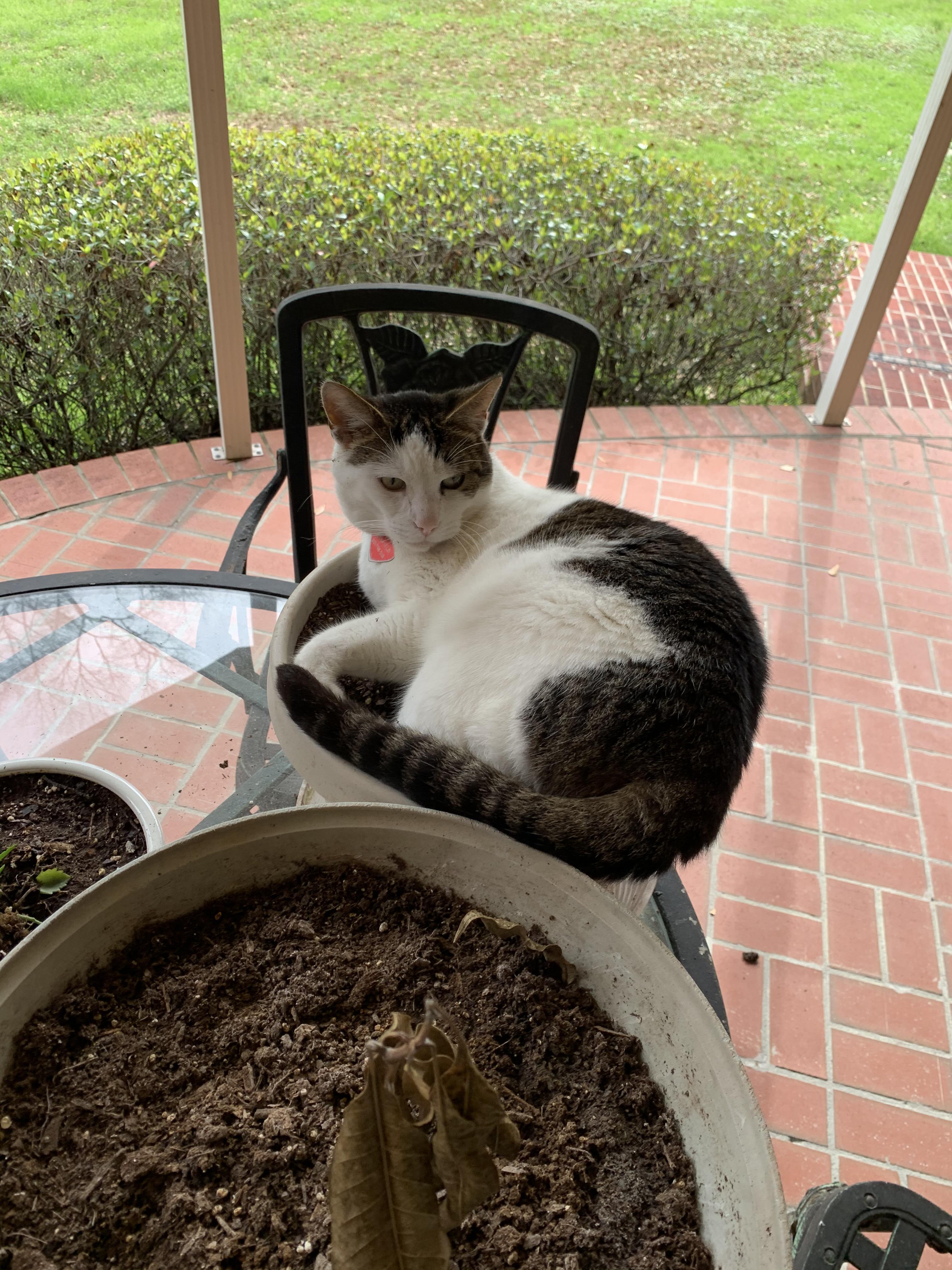 My interesting cat decided to plop in a pot | Scrolller