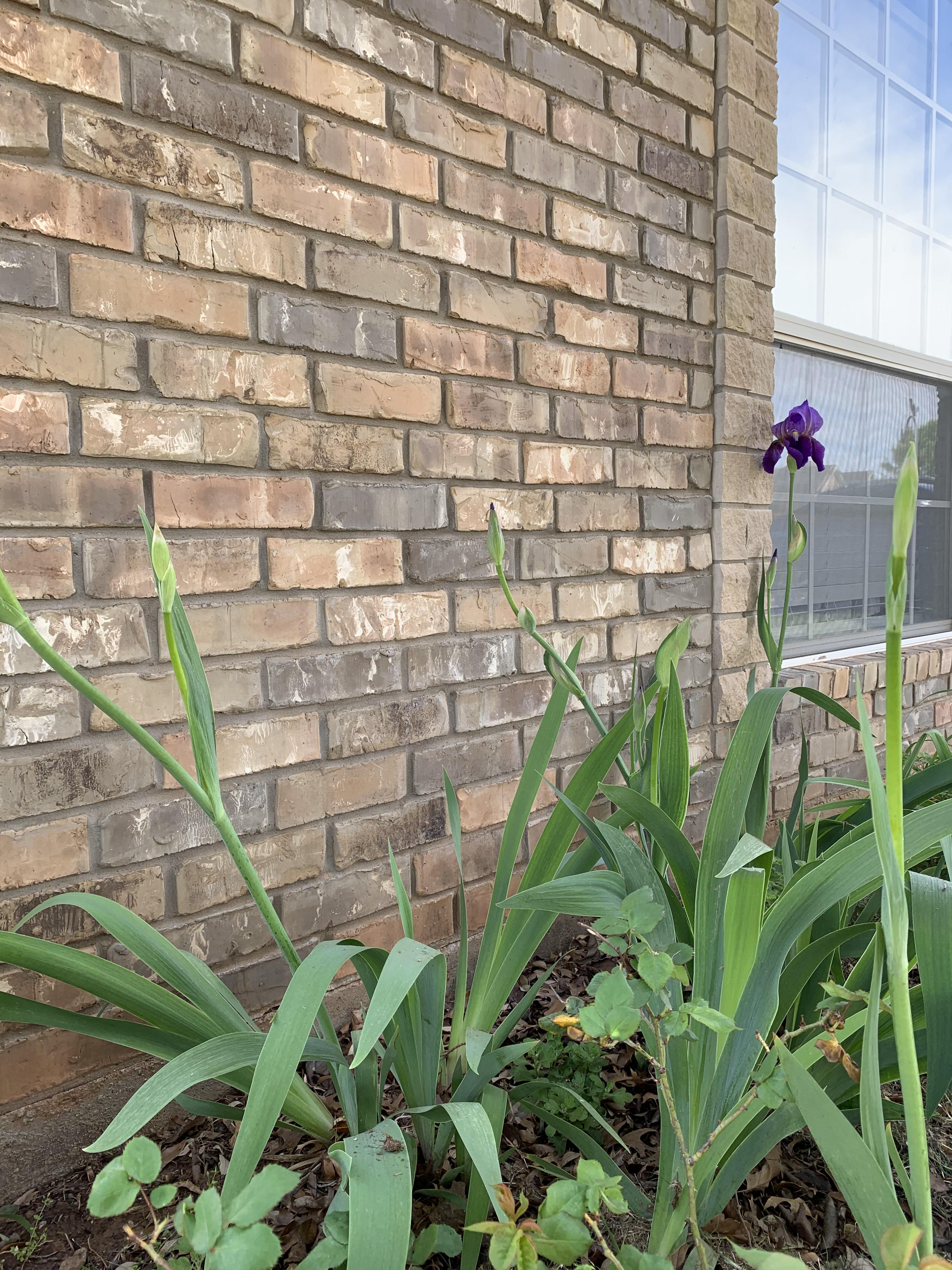 My iris !!! | Scrolller