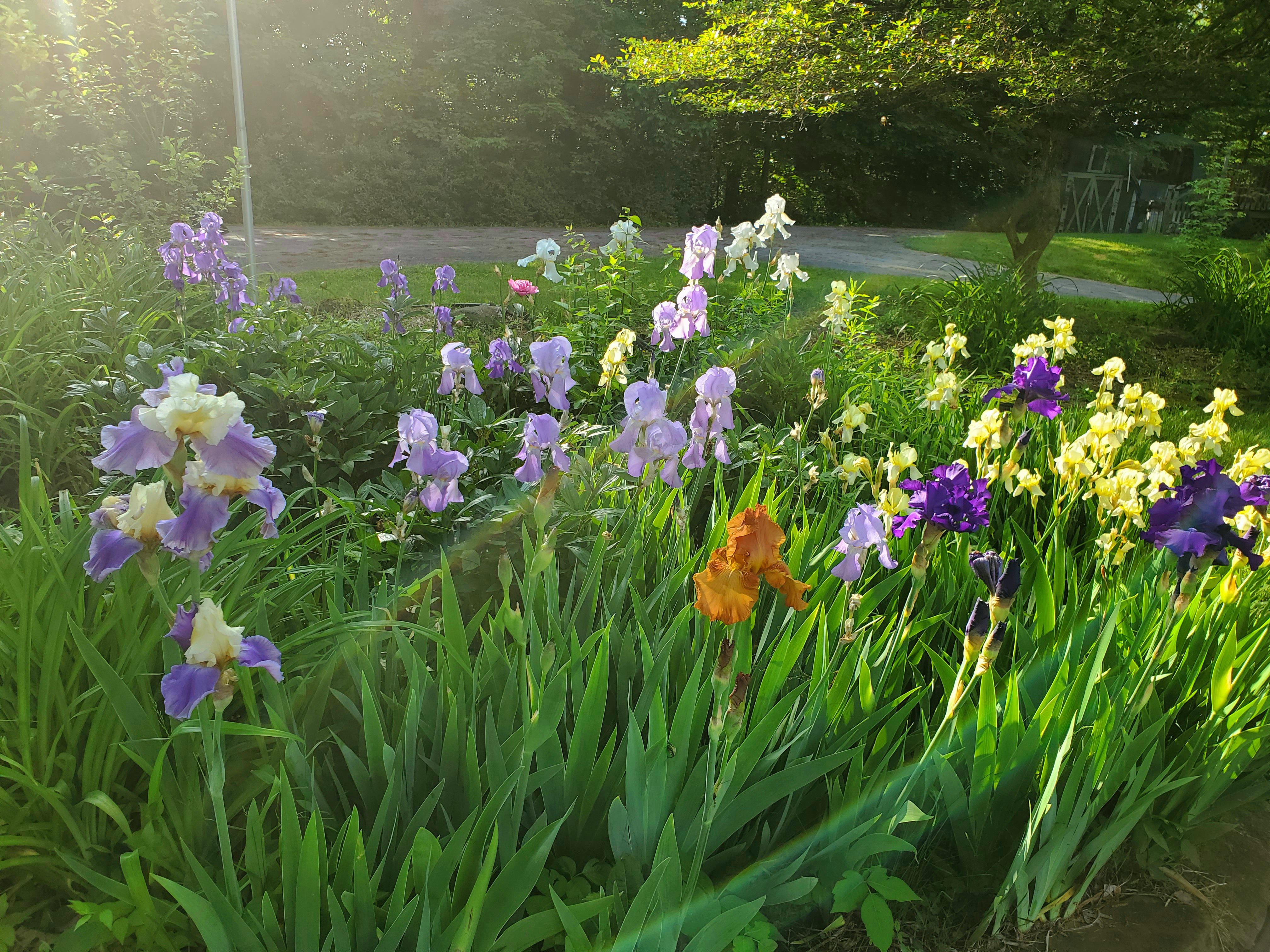 My irises have finally bloomed :) | Scrolller