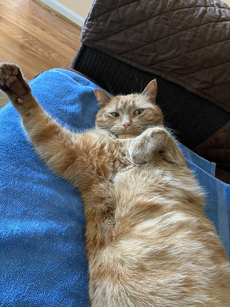 My kitty | Scrolller