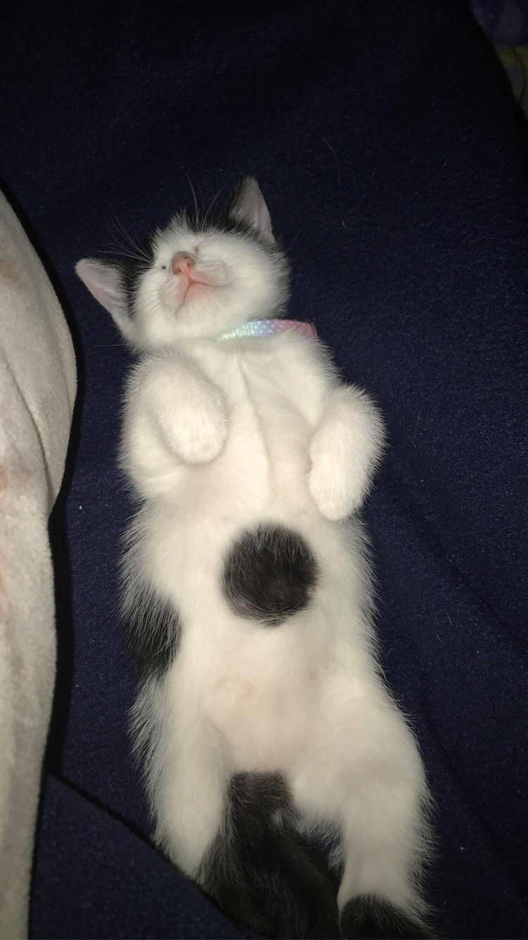 My kitty Chungus, and her tickle spot | Scrolller