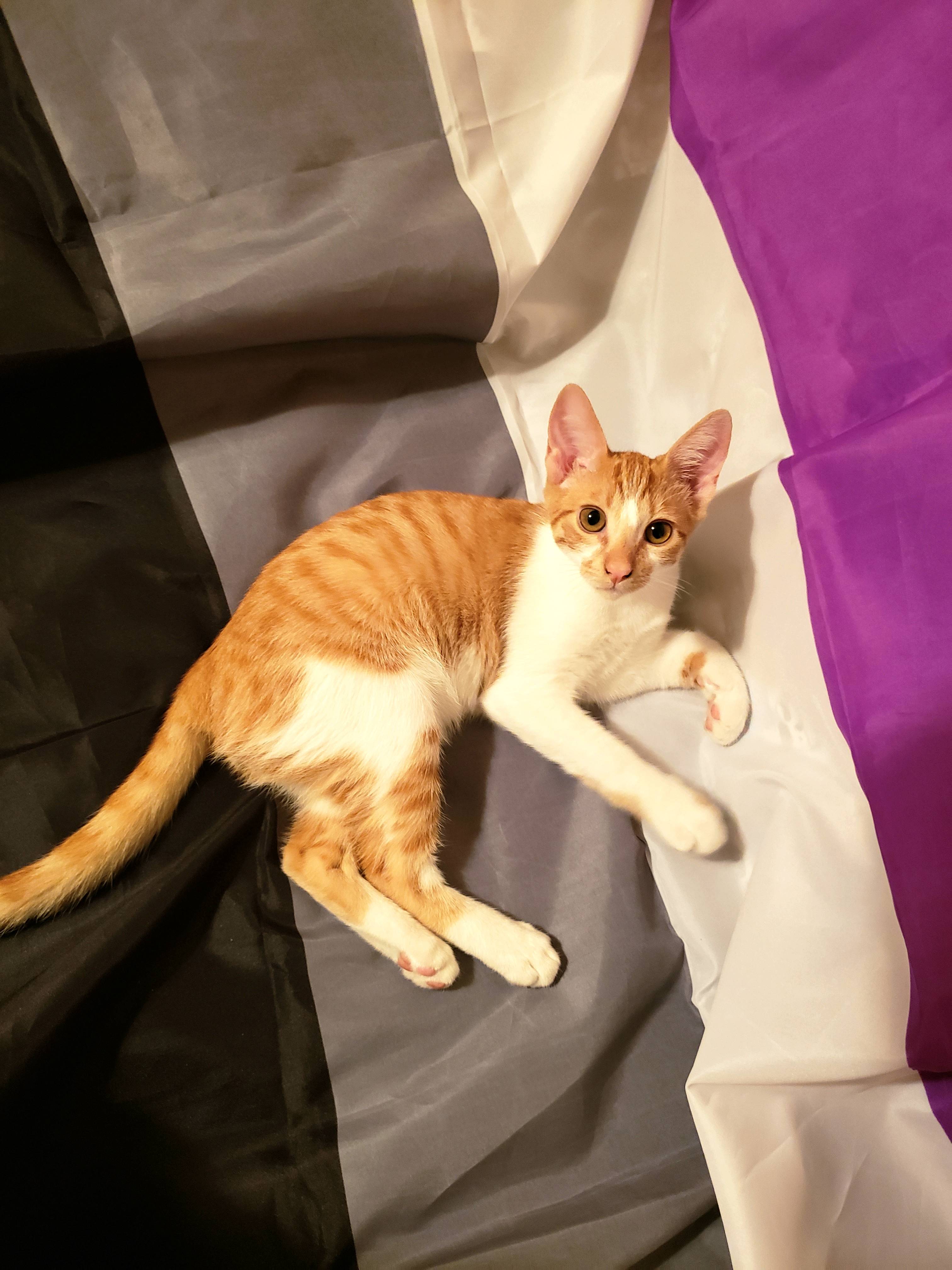 My Kitty Supports The Ace Community 💜🖤 Scrolller