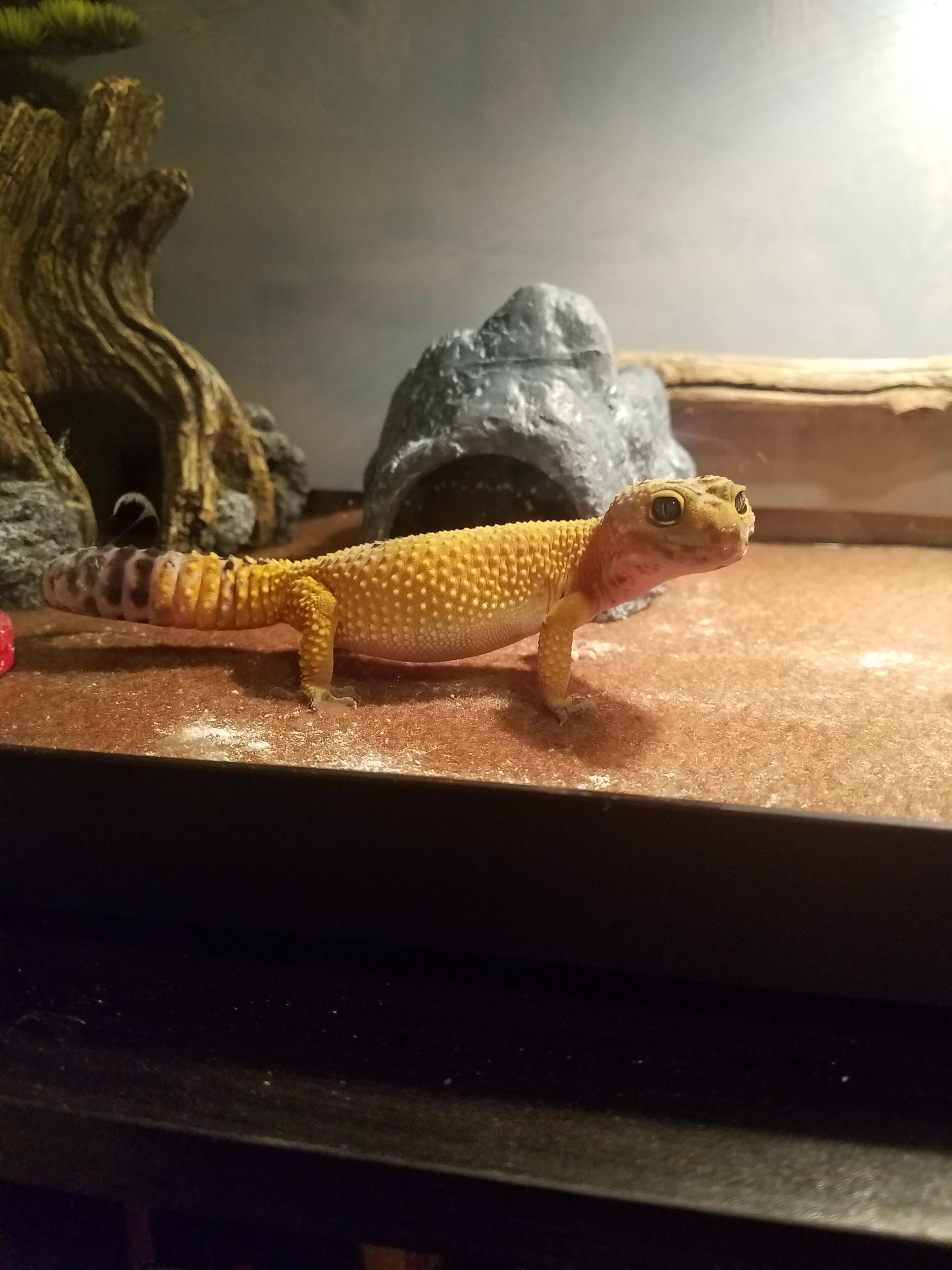 My leopard gecko Rocky! | Scrolller