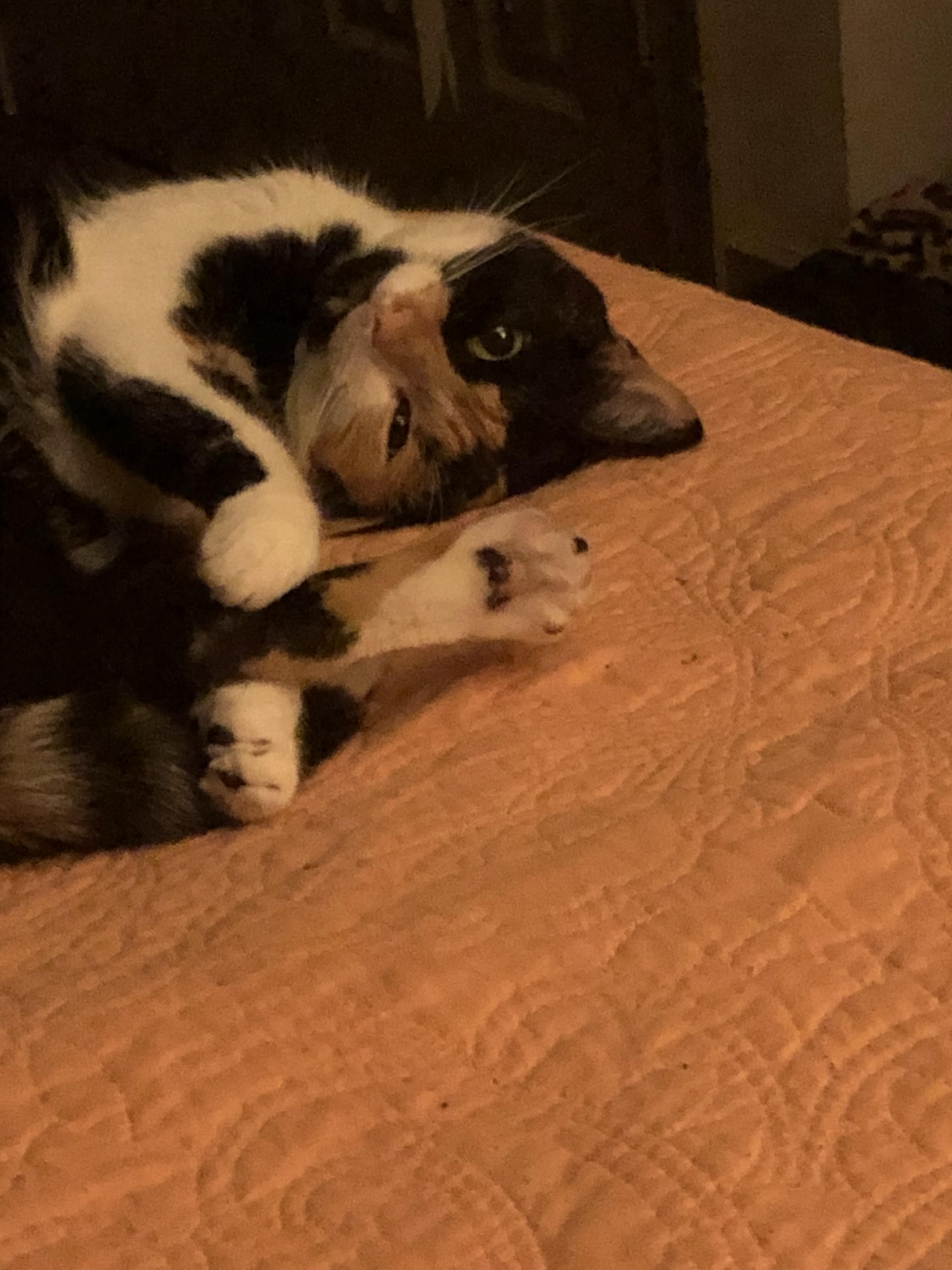 My lil Patty just showing off her jelly beans! | Scrolller