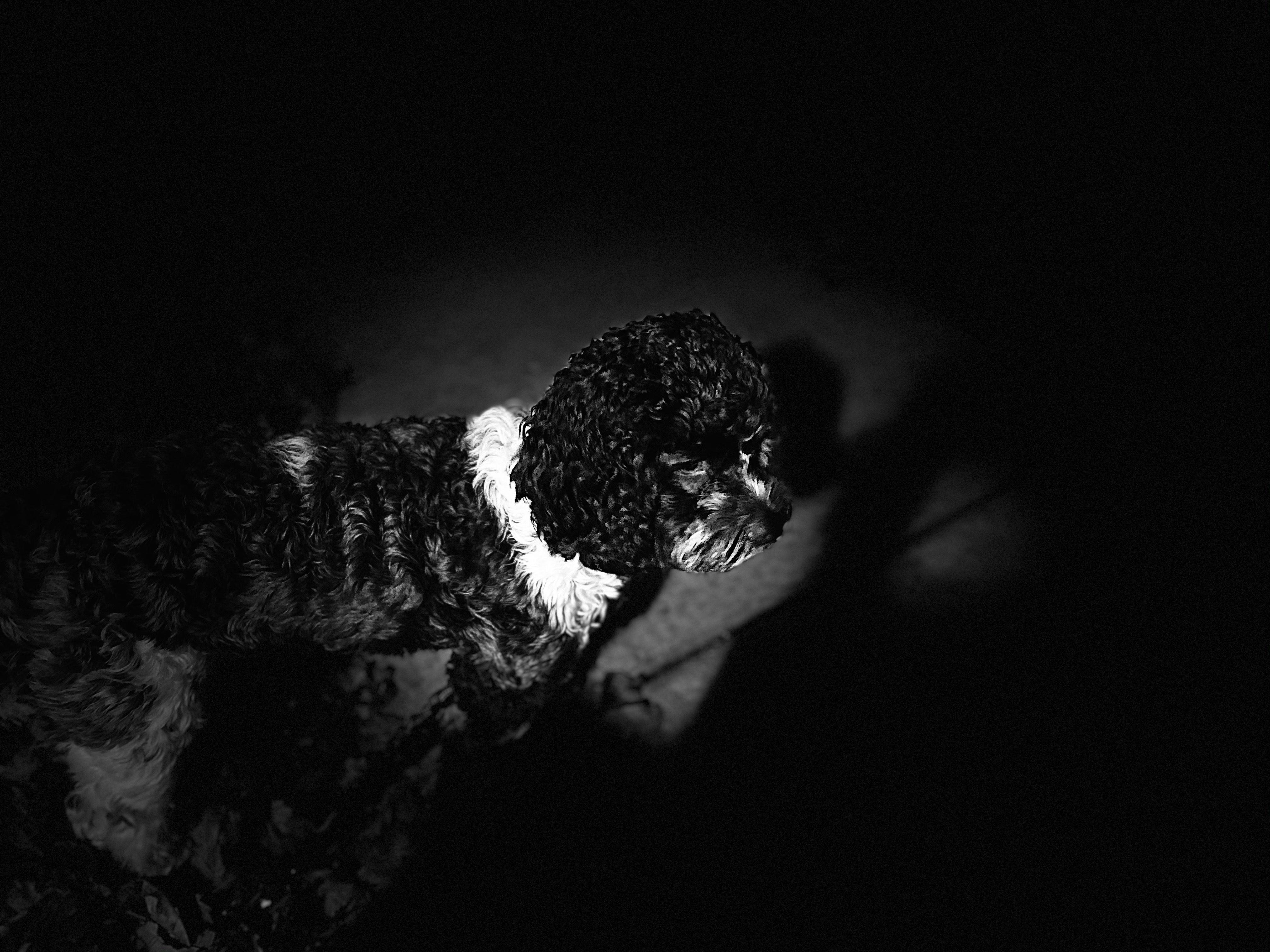 My lil pup Mocha | Scrolller