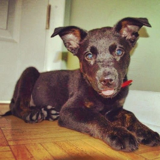 My Lily pup | Scrolller