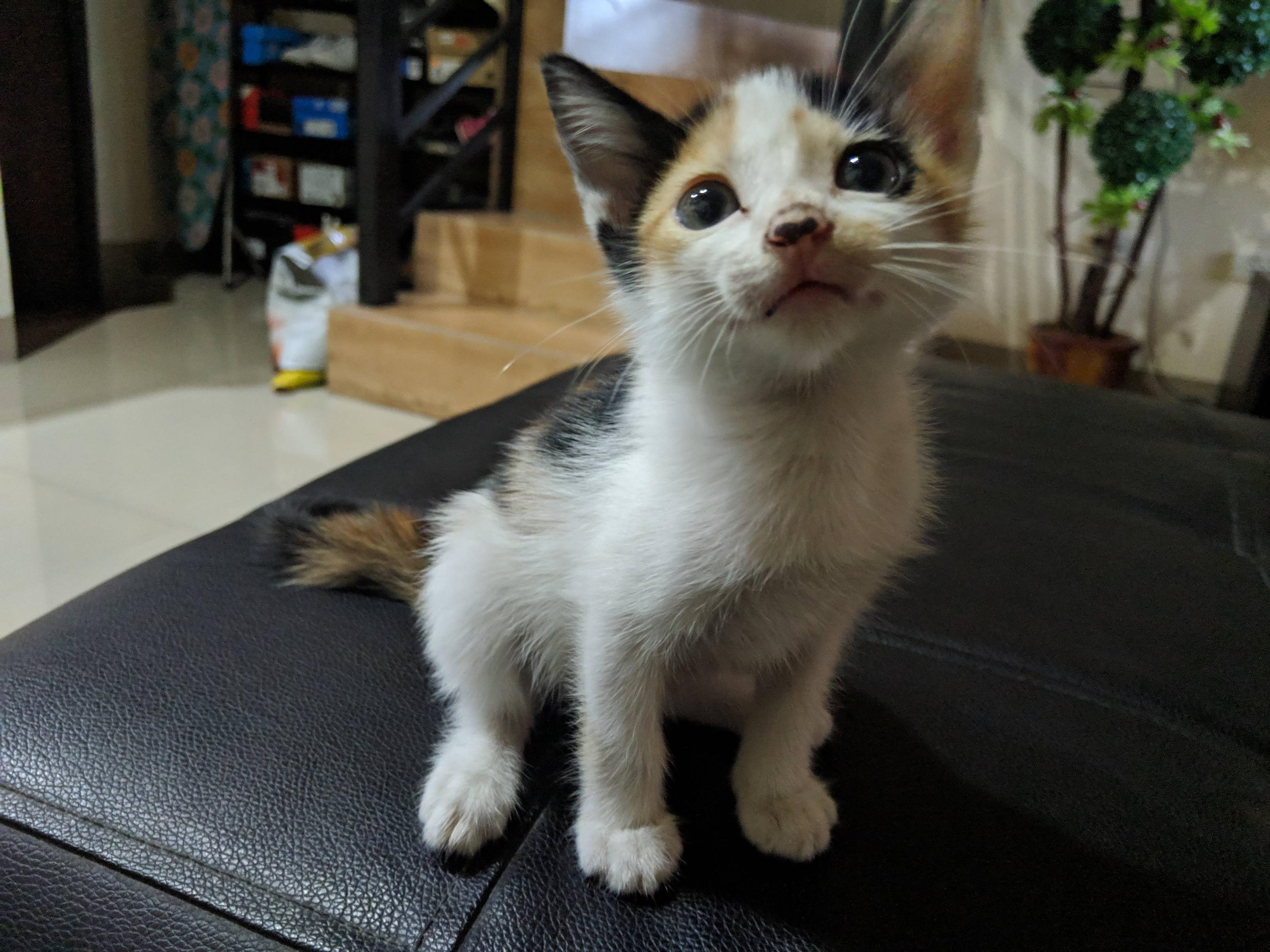 My little baby Peanut. | Scrolller